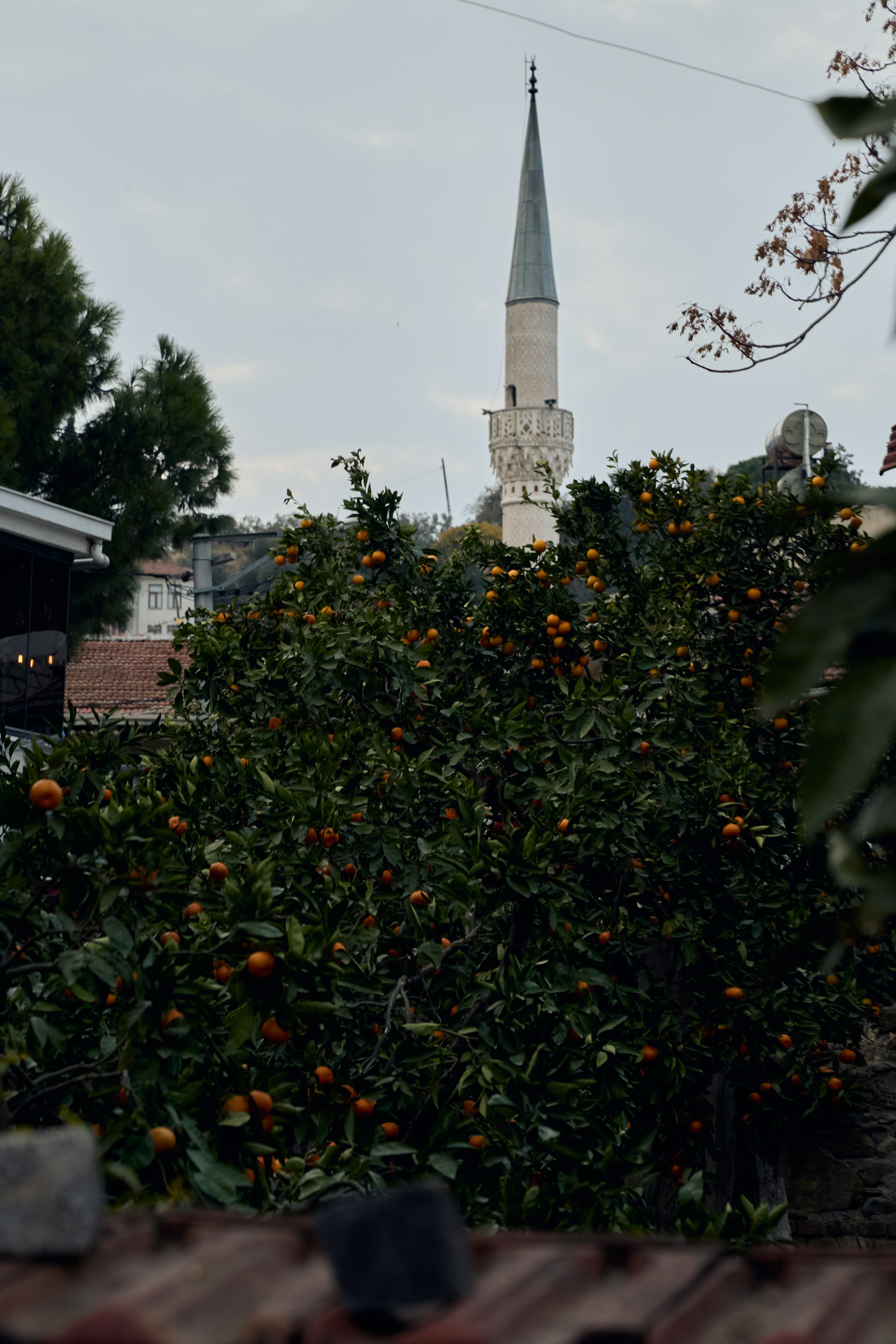 An orange tree in front of a church steeple photo – Free Spire Image on ...