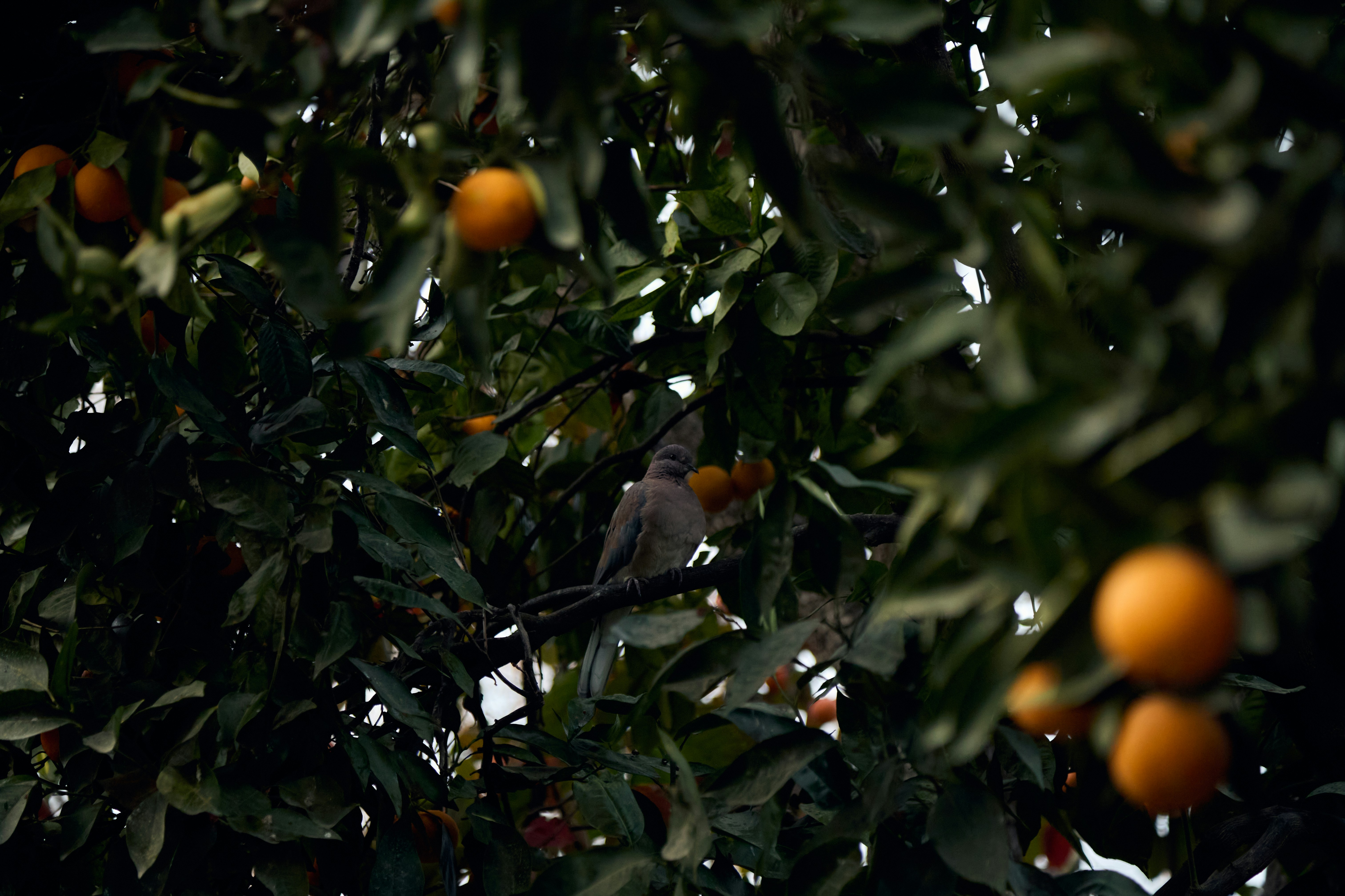 The Hidden Orchard: A Perched Bird Among Orange Orbs in Shadowed Foliage