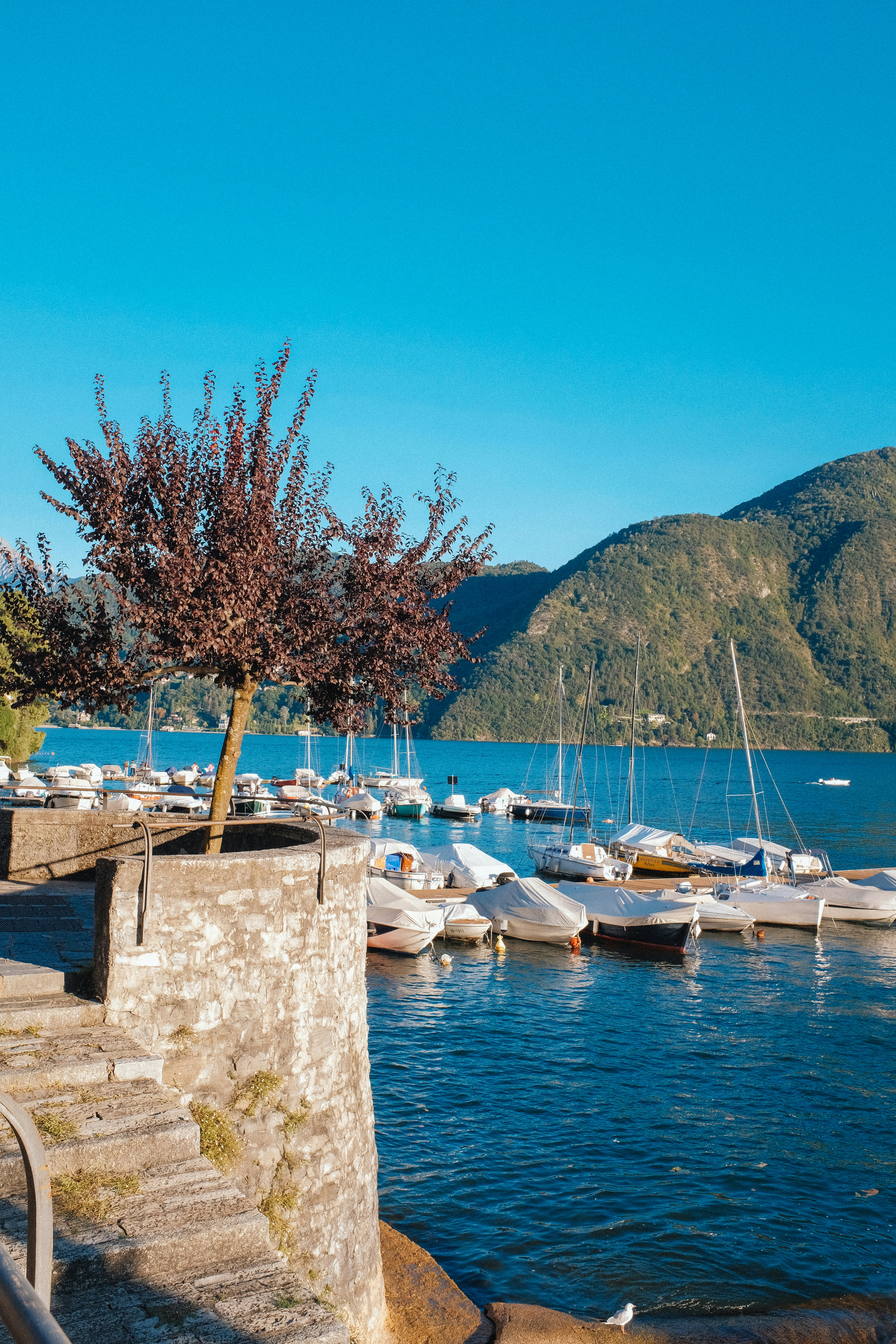 Crimson Blossoms Over a Tranquil Alpine Harbor