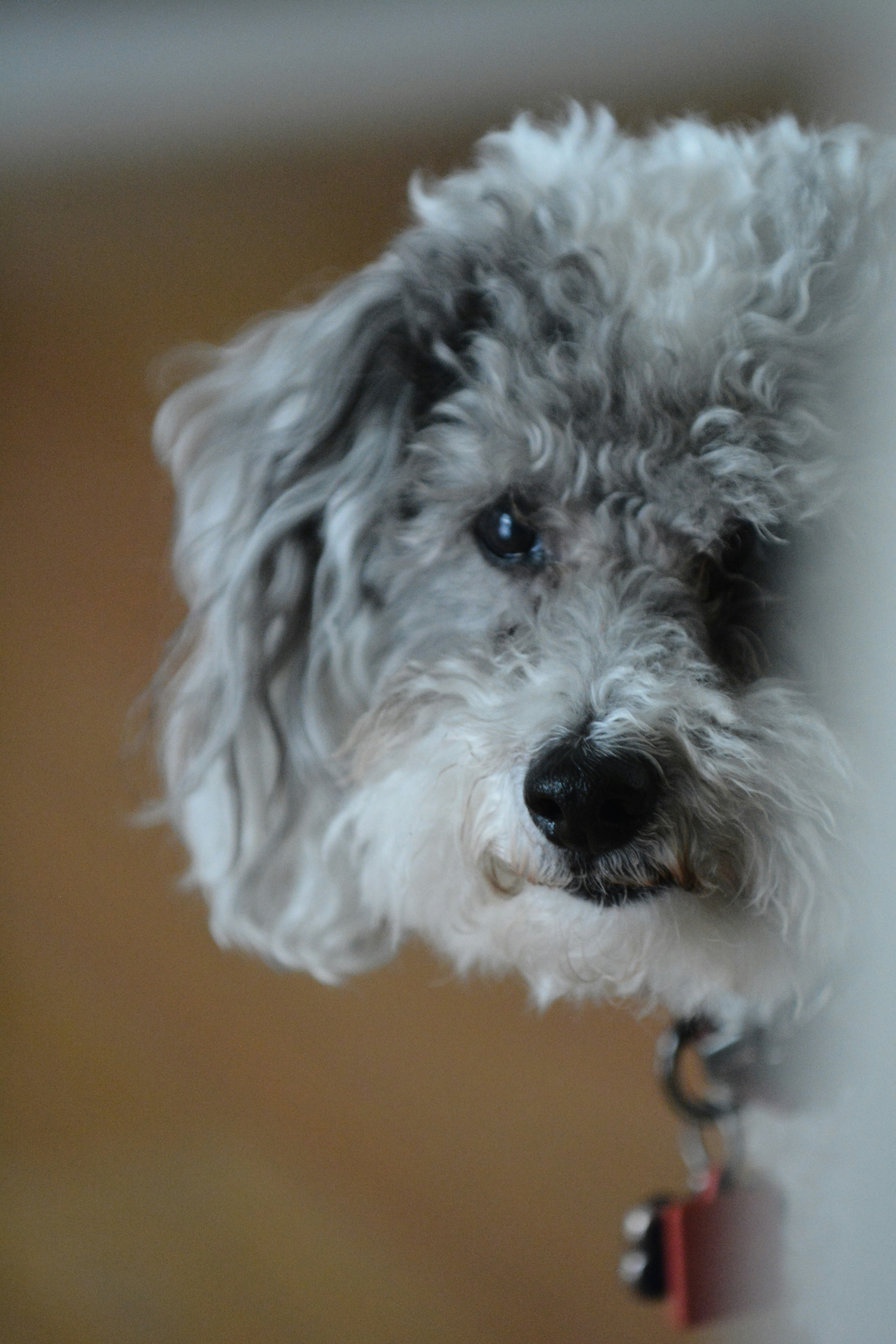 Small poodle looking around corner