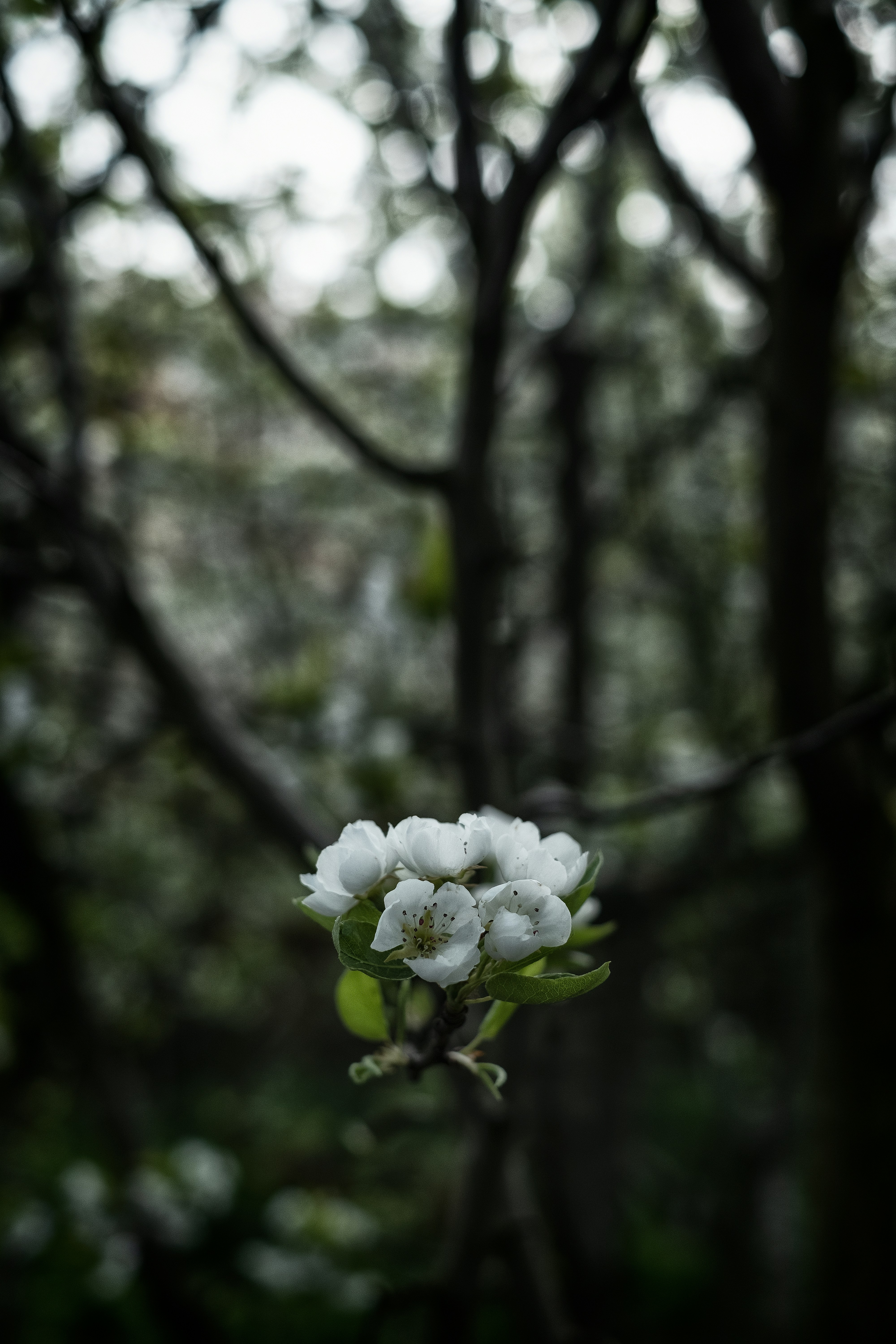Solitary White Blossom in a Shadowed Forest Understory