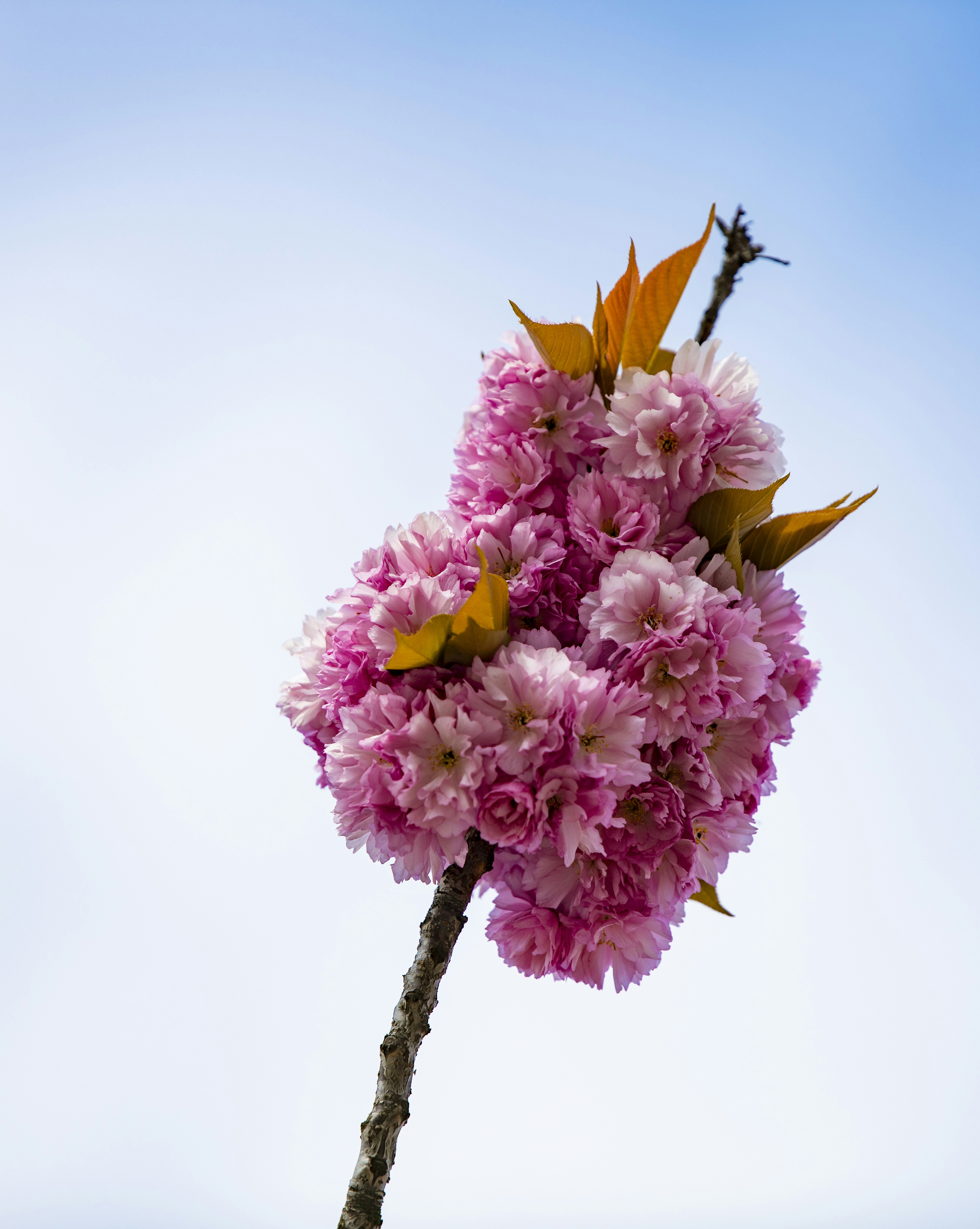 Pink Blossom Cluster Against a Sky-Blue Canvas