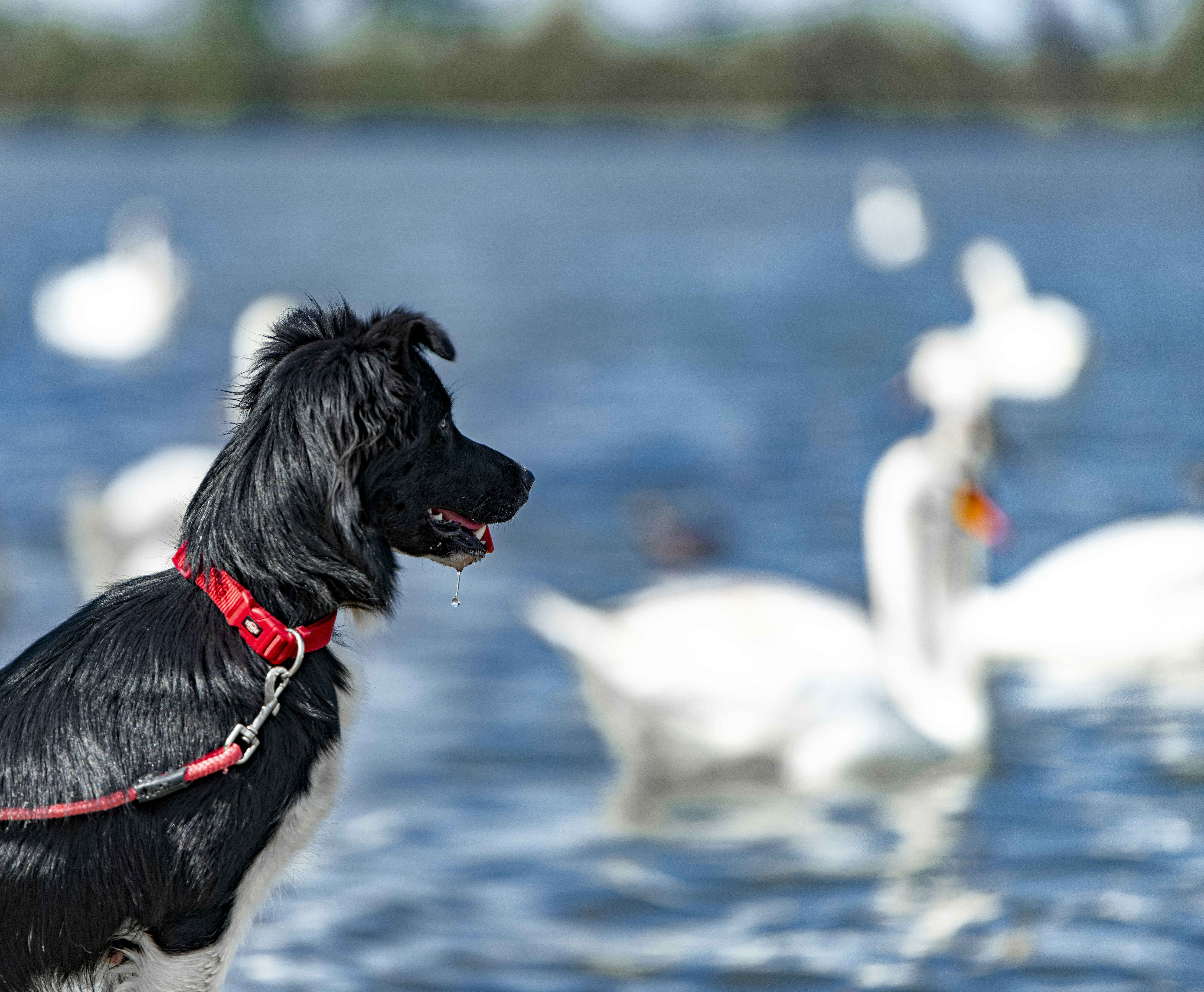 Harbor Sentinel: A Black Hound Gazes at a Swanscape