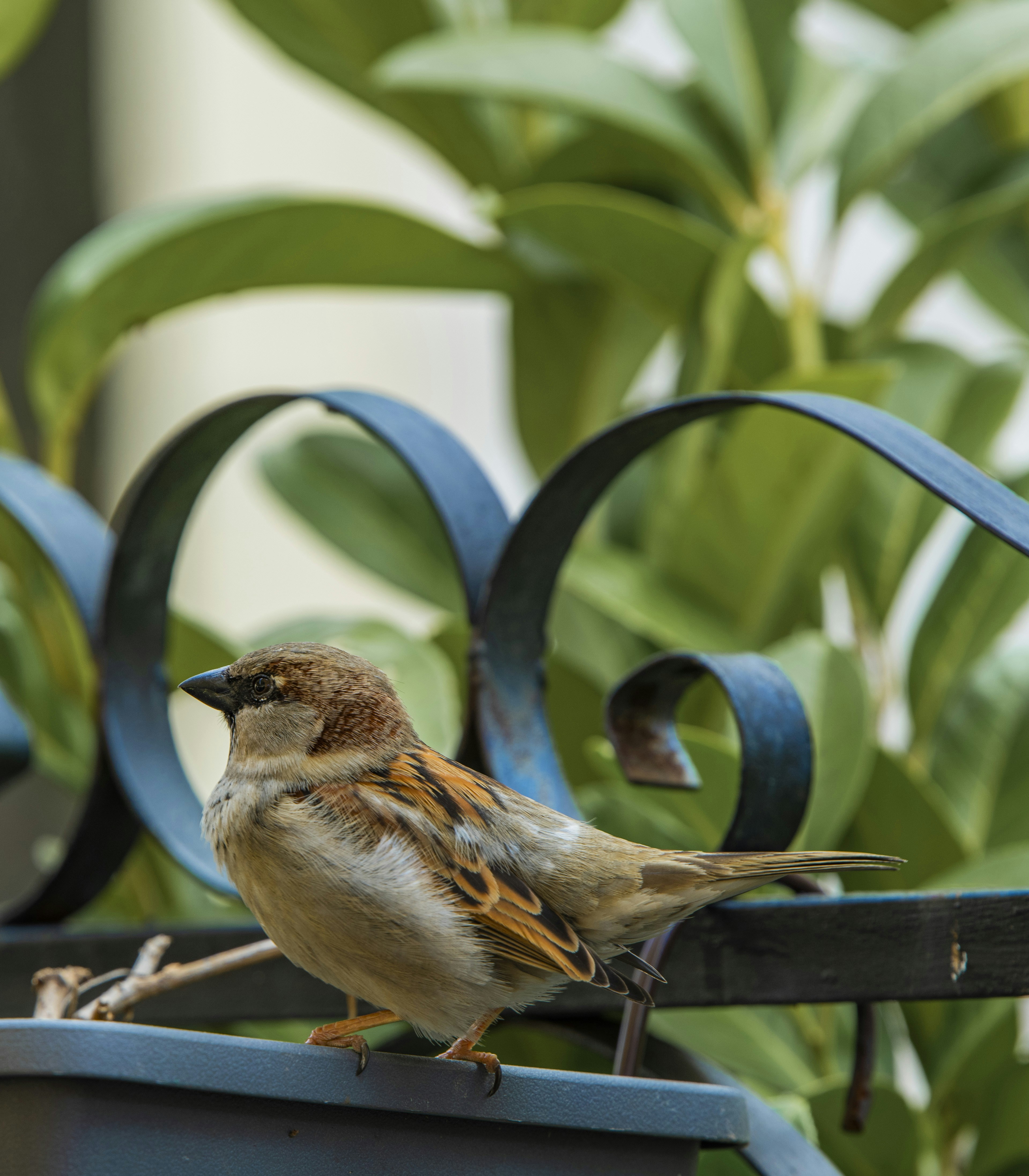 Sparrow on Curved Blue Iron: a Quiet Garden Moment