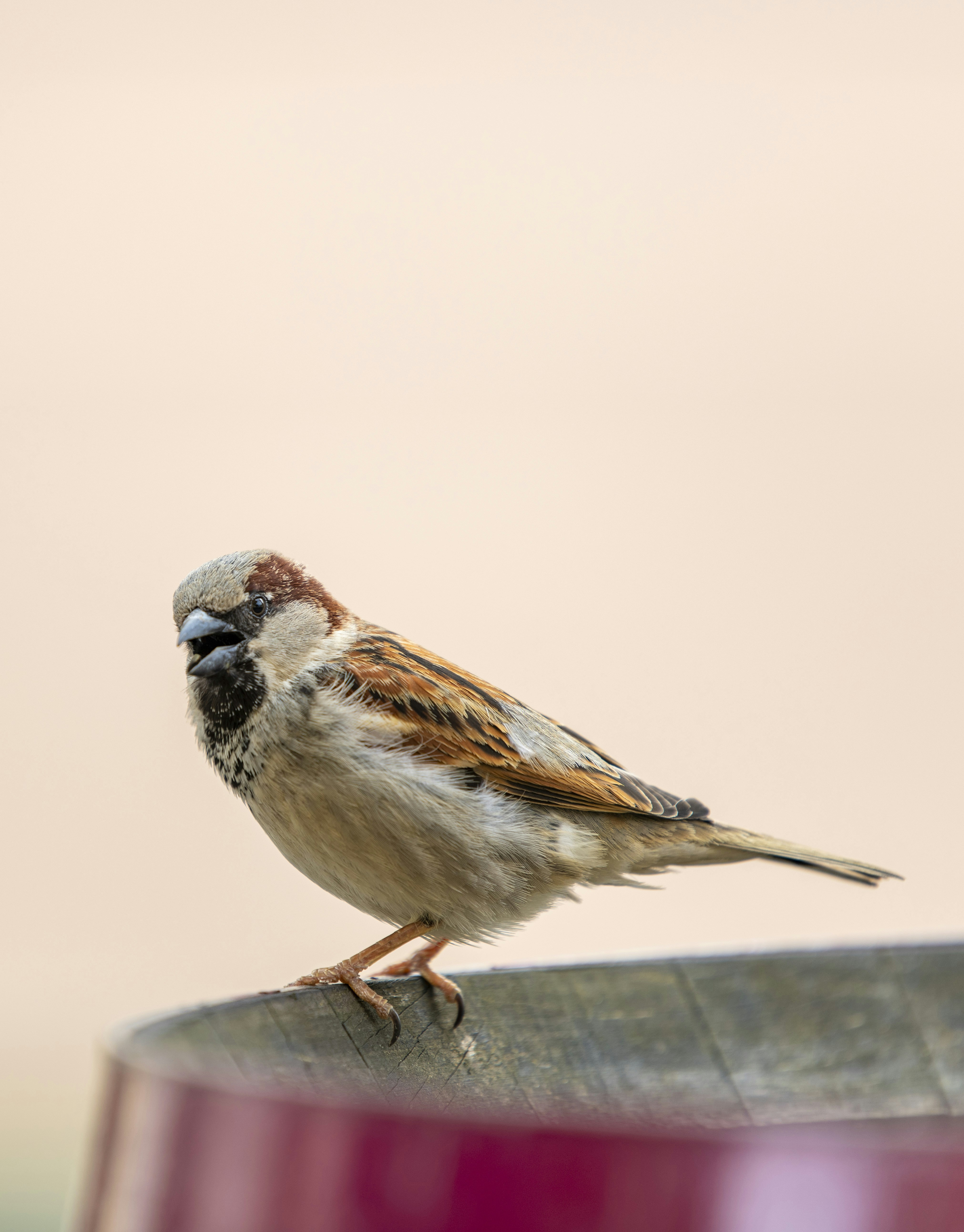 A small bird sitting on top of a metal barrel photo – Free Animal Image ...