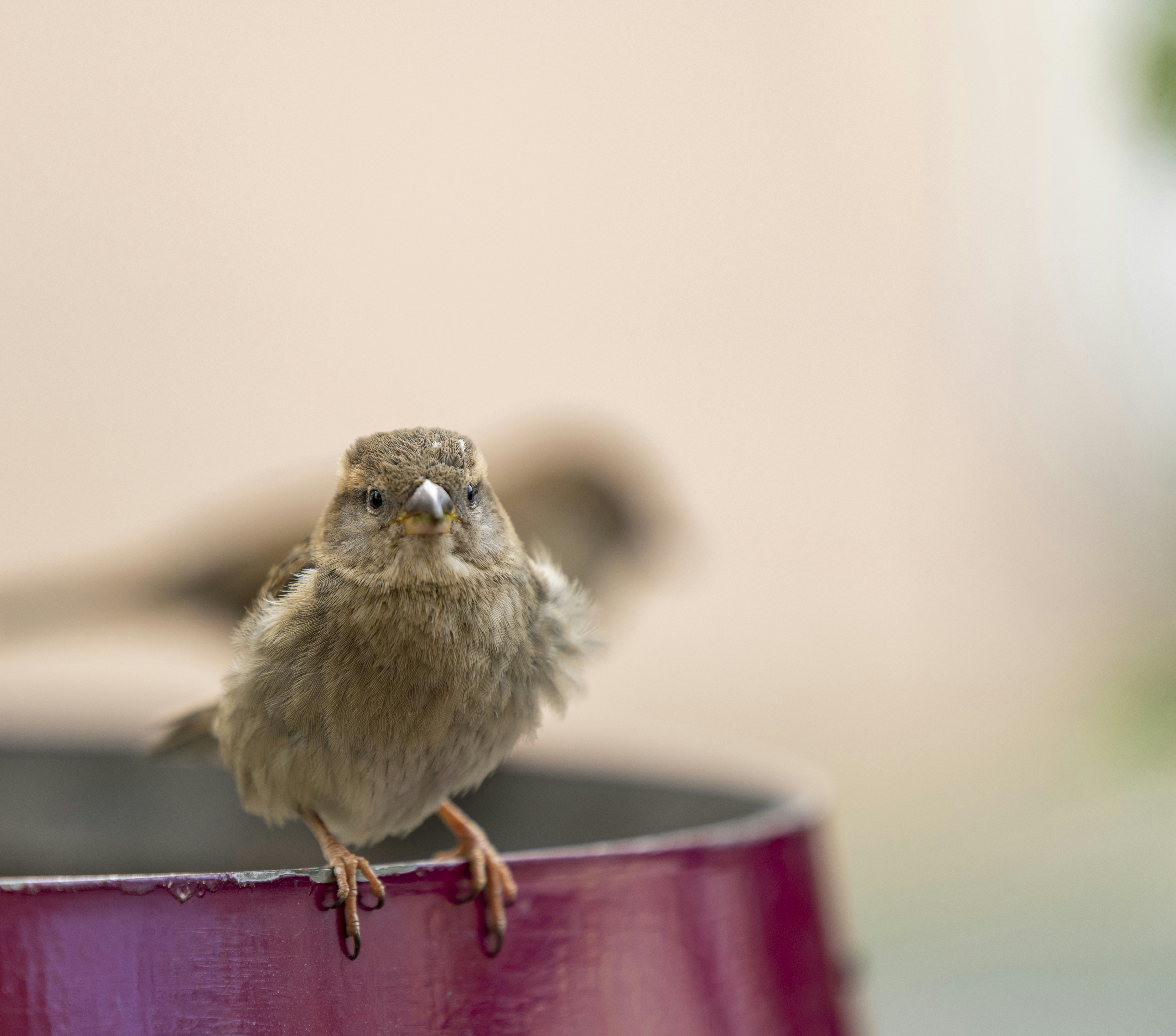Tiny Houseguest on a Crimson Rim