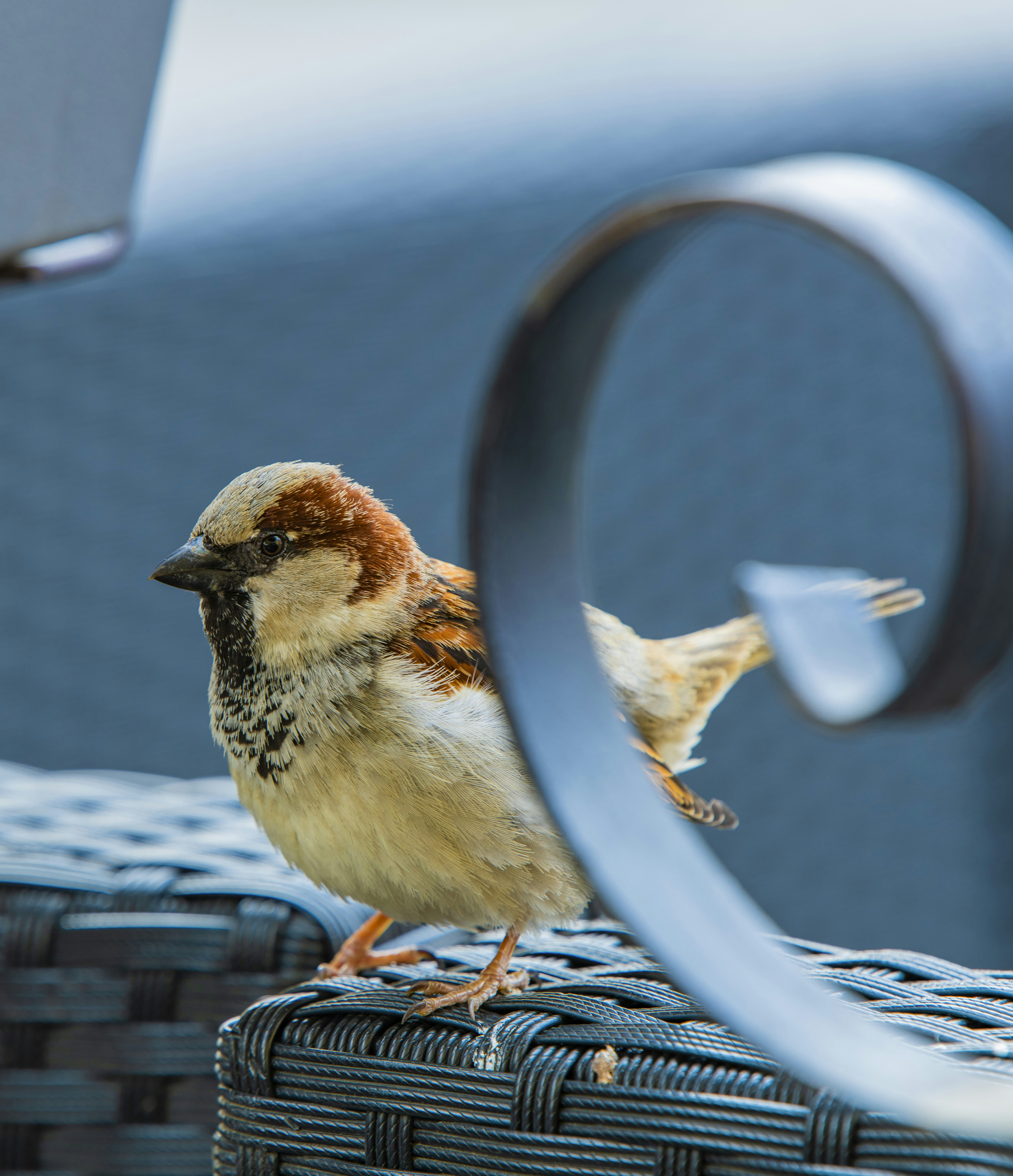 Sparrow on a Woven Veranda, Framed by a Curved Chrome Ring