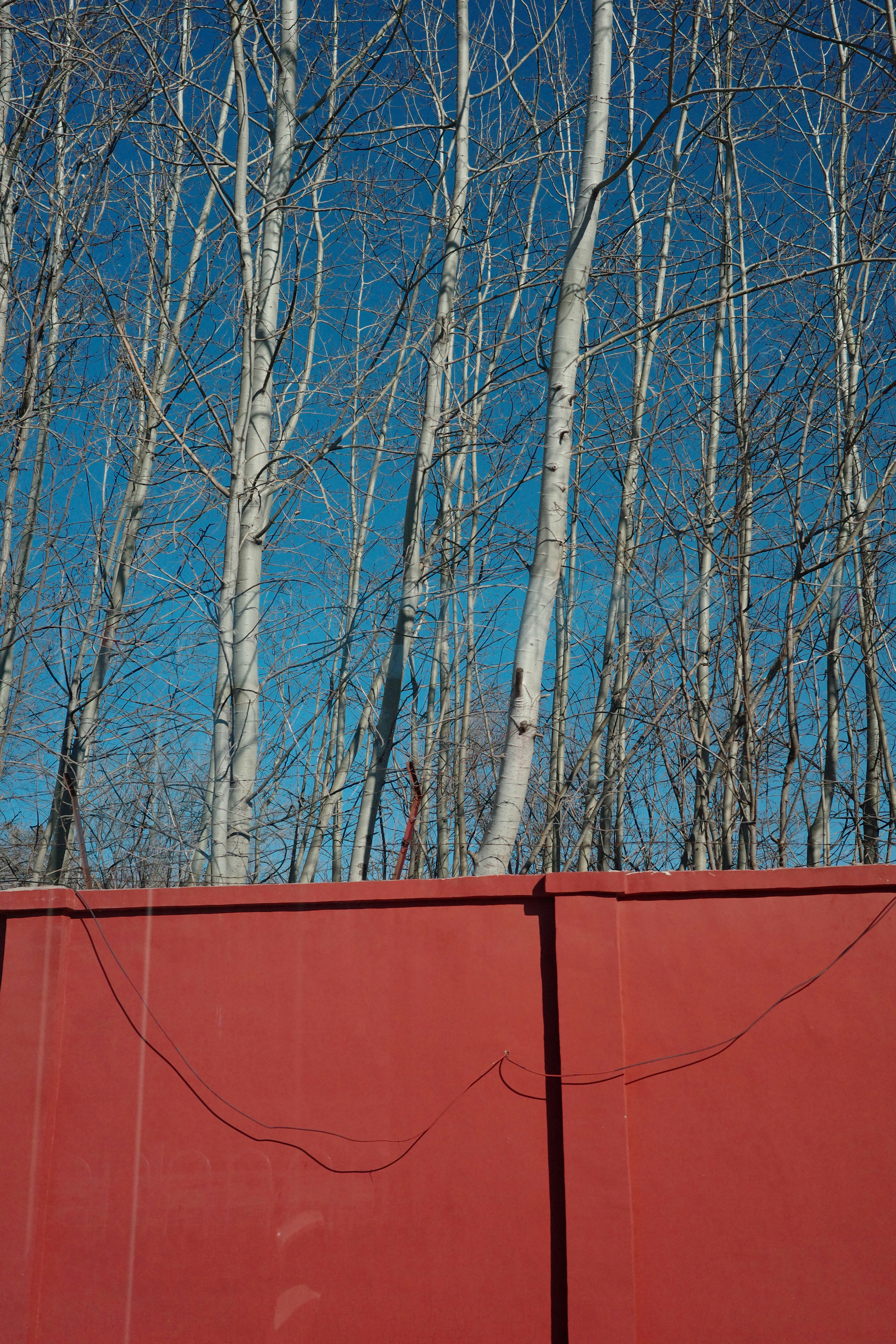 White-Barked Poplars Framed by a Crimson Fence Under a Pristine Blue Sky