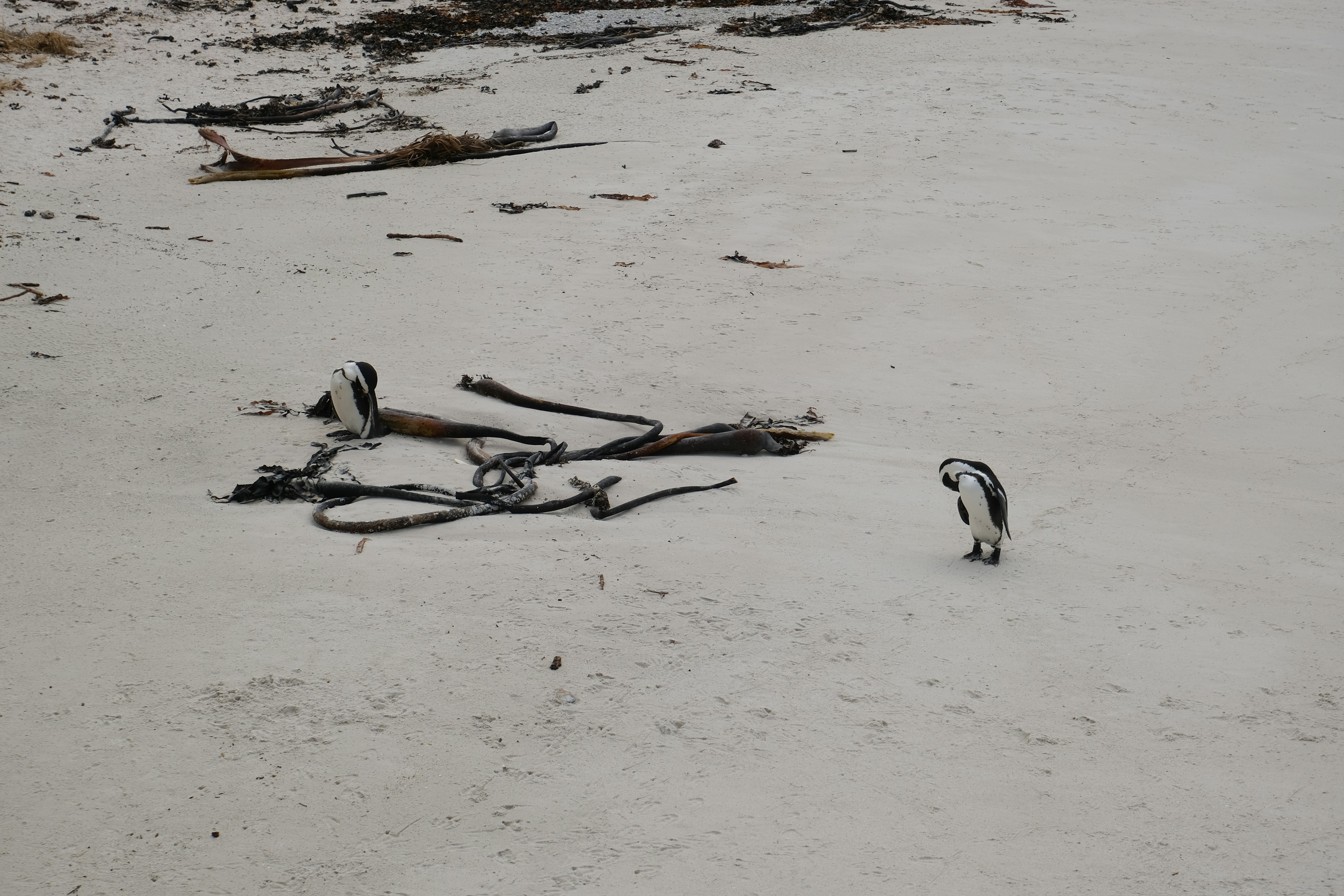 Penguin on a wind-swept shore framed by weathered driftwood