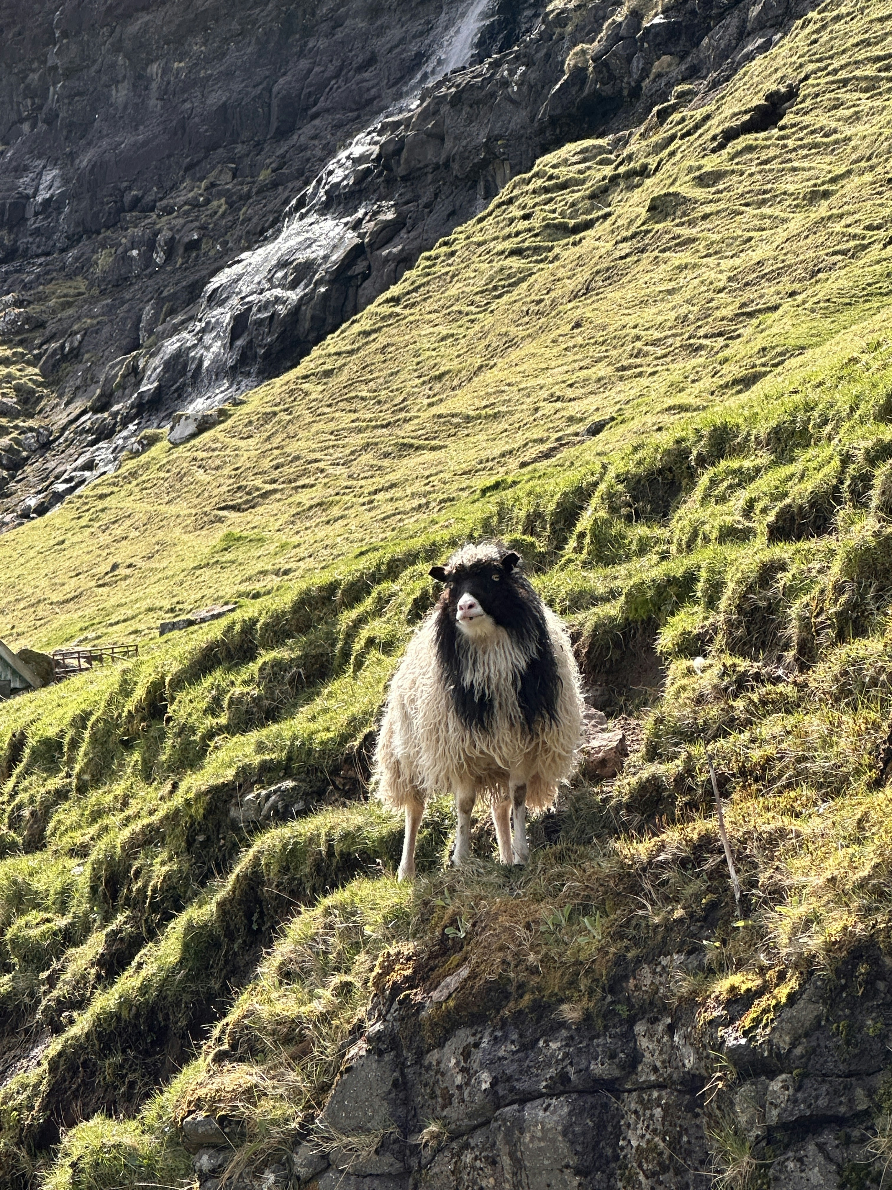Sunlit Ridge Wanderer: a lone sheep on a mossy hillside beneath a cliff