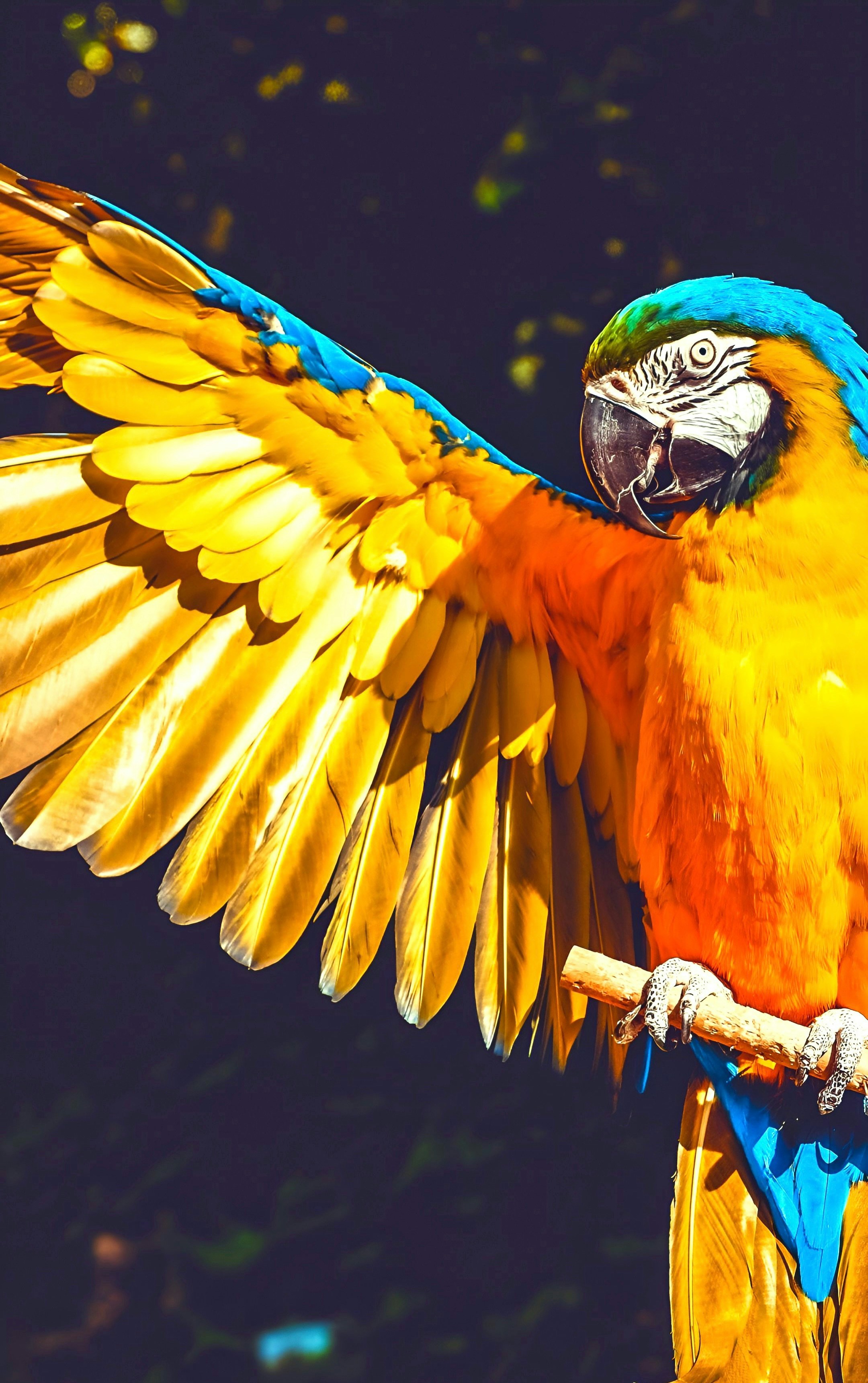 A colorful parrot with its wings spread out photo – Free Animal Image ...