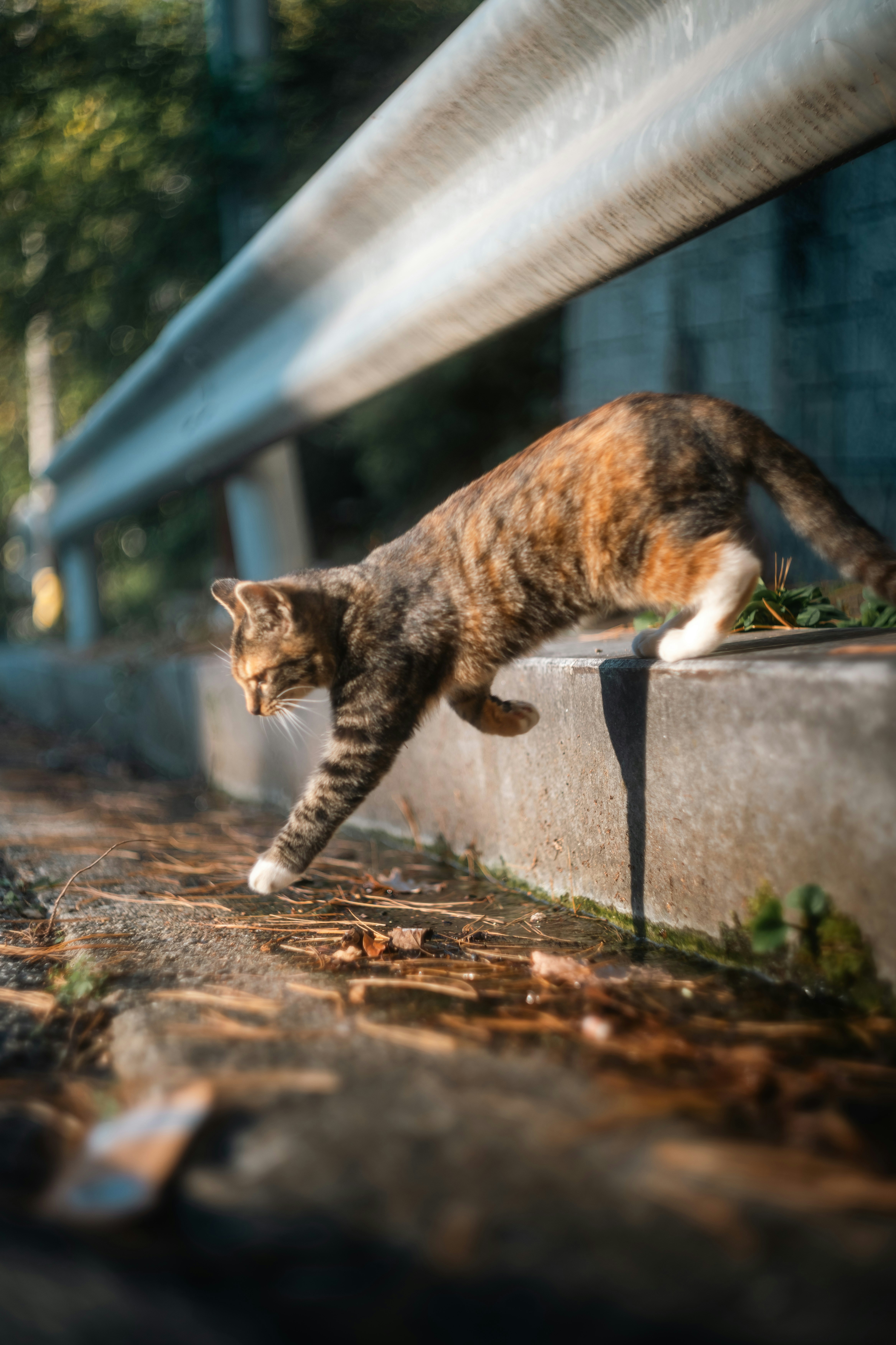 Edge of Balance: A Sunlit Cat Navigates a Concrete Barrier
