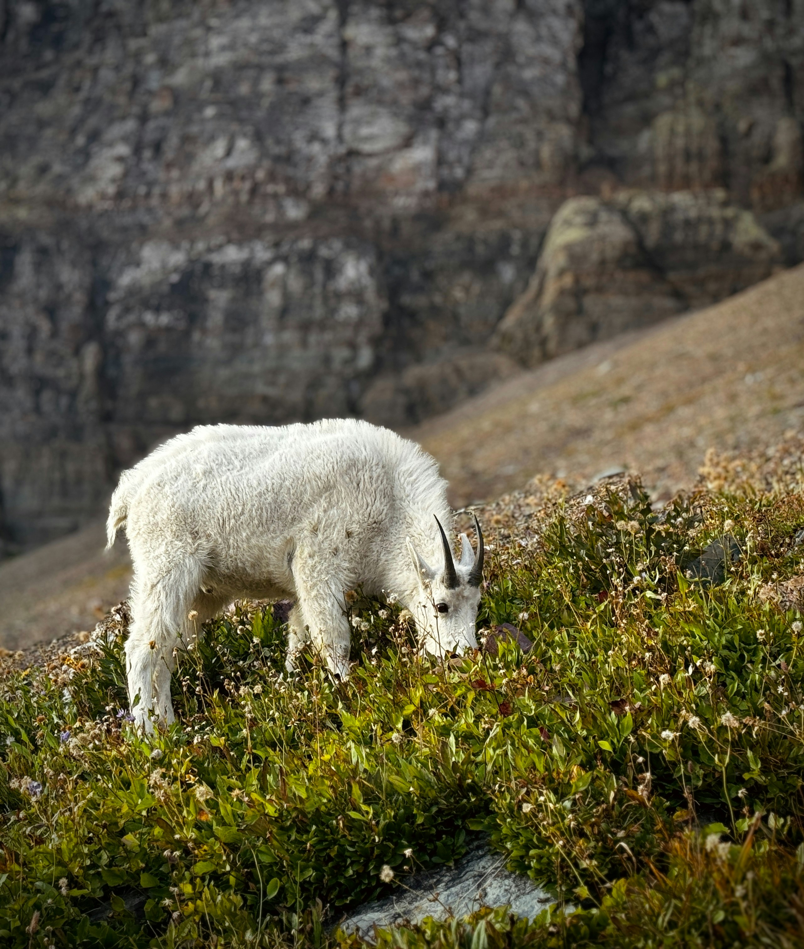 Young Mountain Goat in front of cliffside