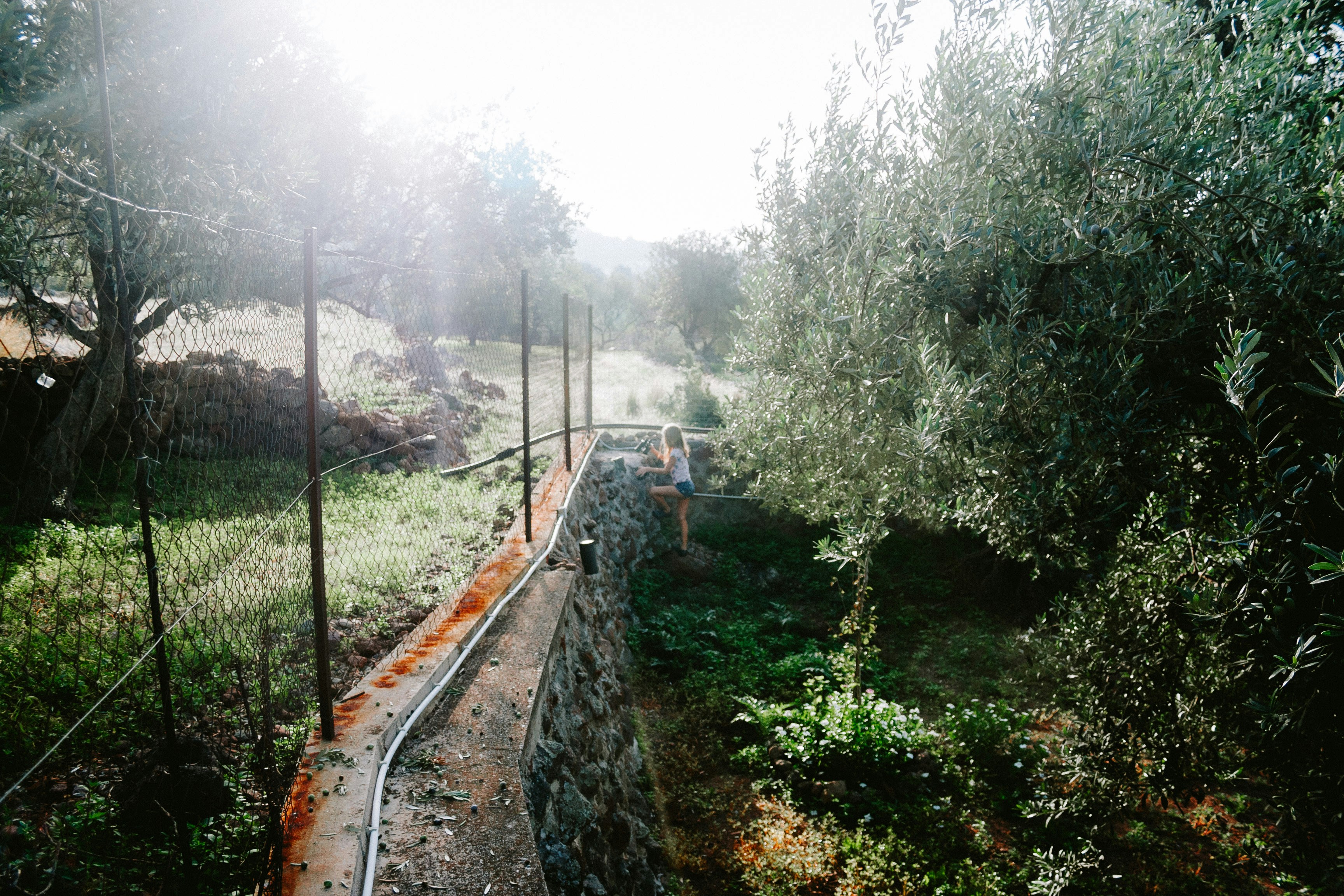 Narrow dirt road flanked by dense trees and shrubs under bright sunlight.