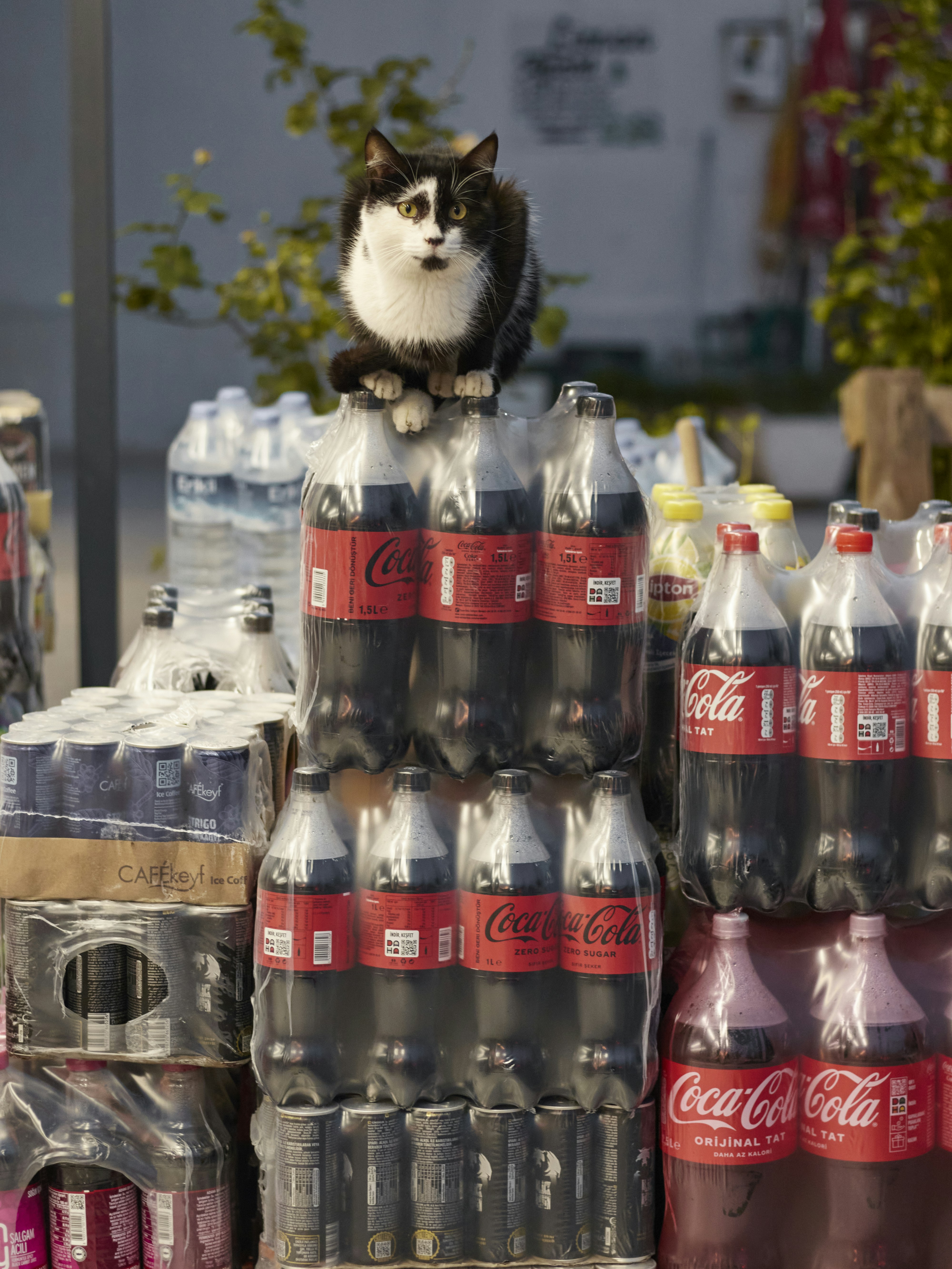 Street cat in Turkey