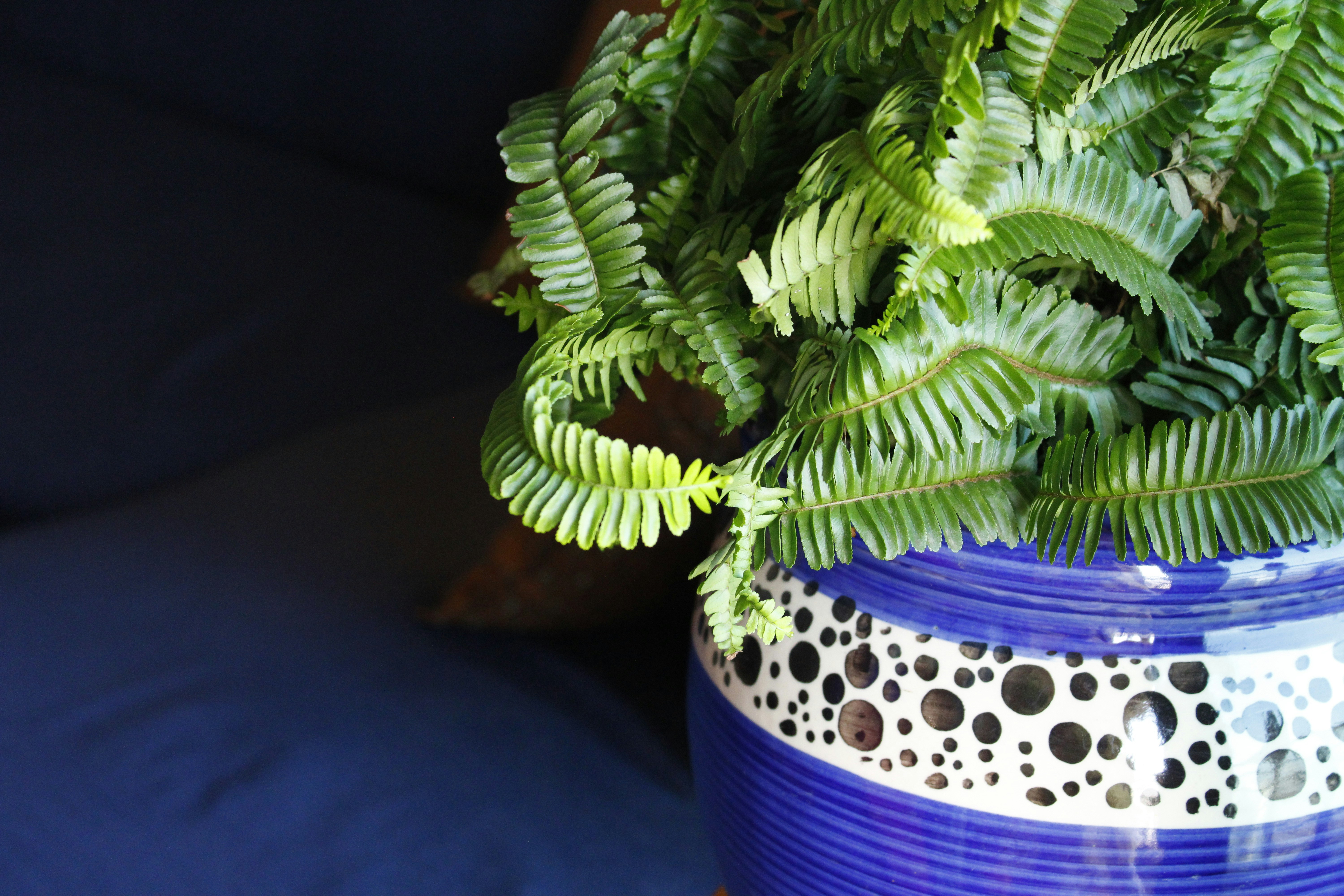 Fern in cobalt-glazed ceramic pot with white speckles on a deep blue fabric backdrop