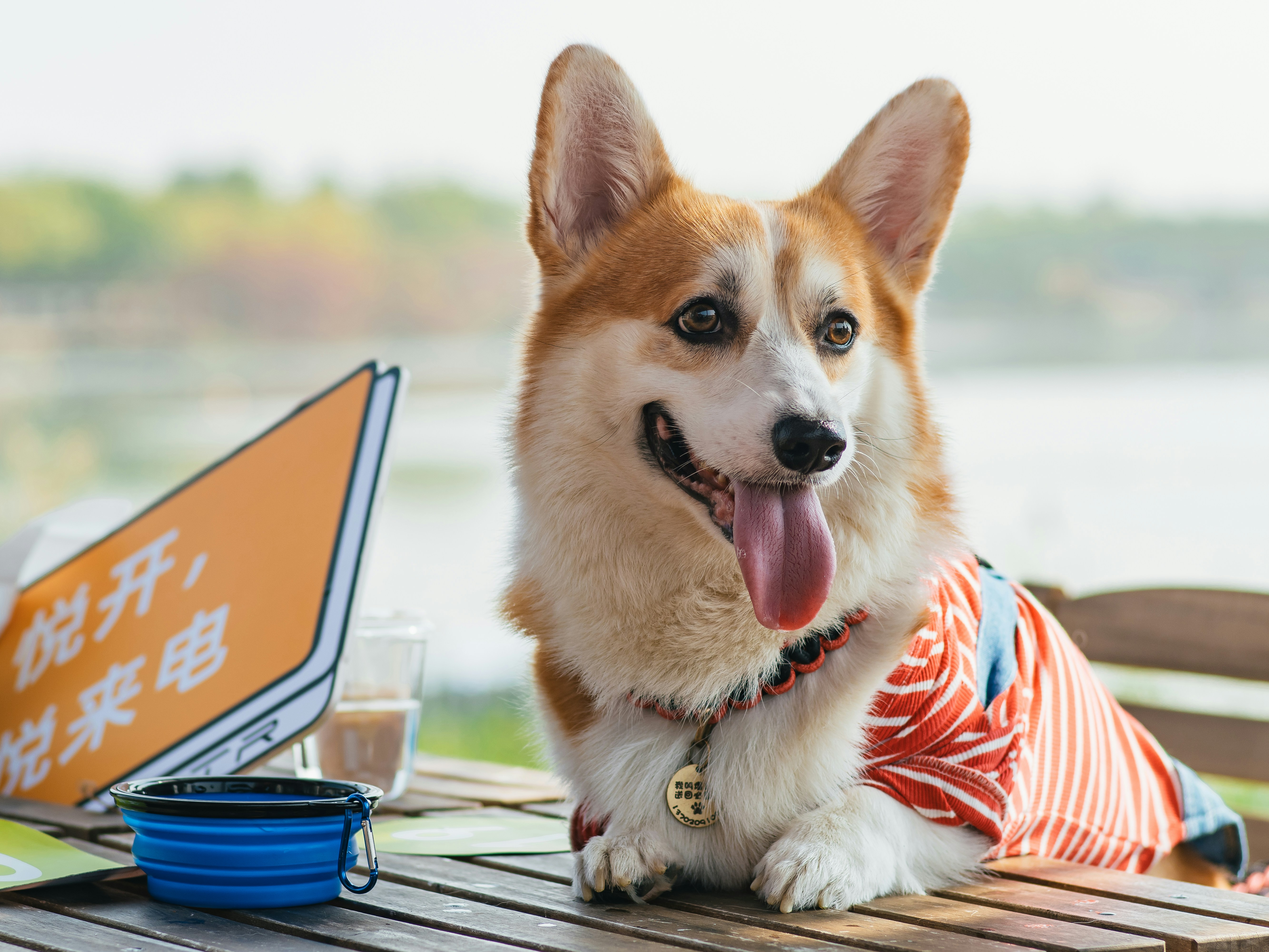 Riverside Corgi at the Café Table, Sunlit and Playful