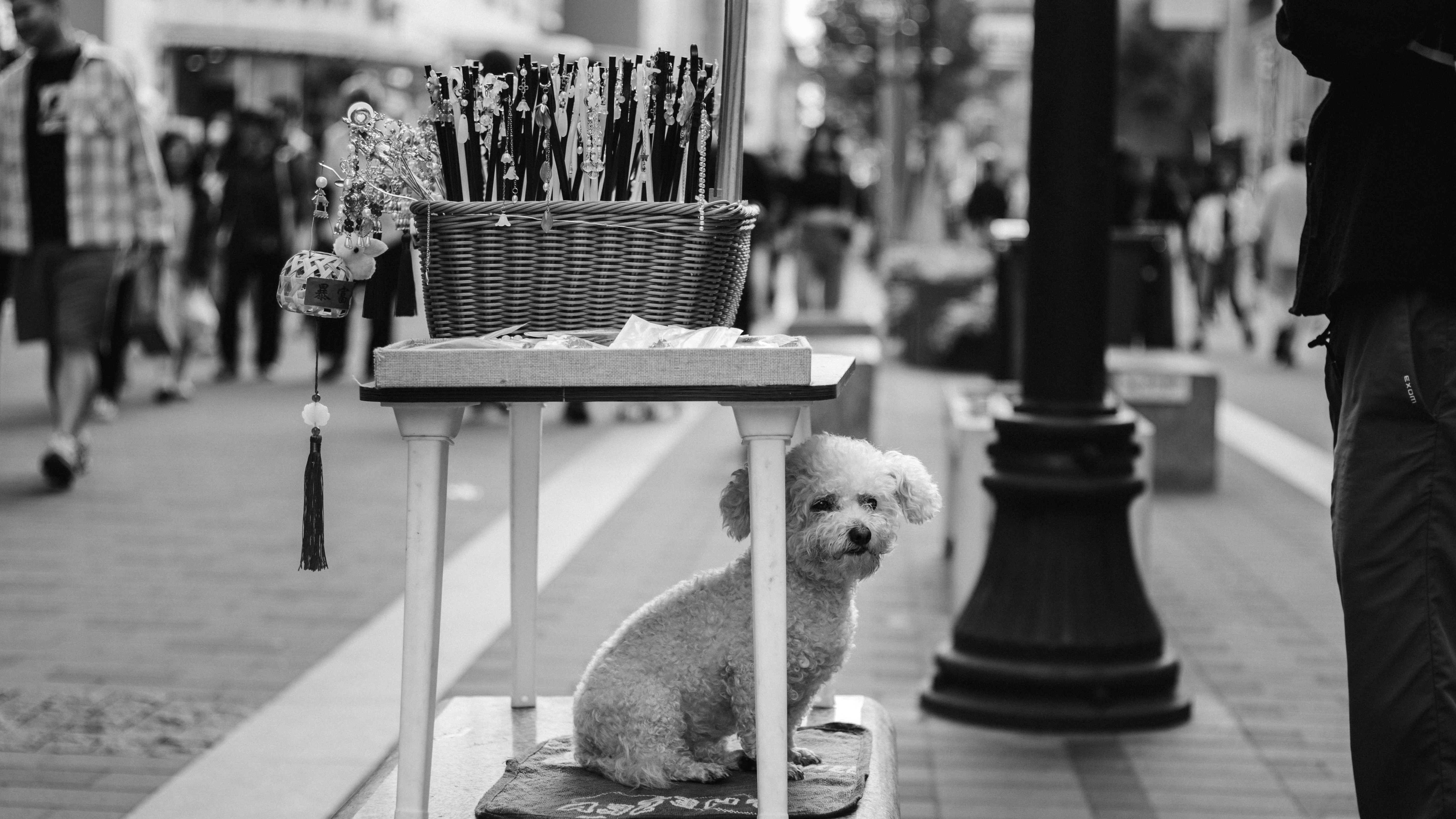 Black-and-white street photograph shows a small white poodle perched on a wooden platform beside an incense stand, with blurred pedestrians in the background.