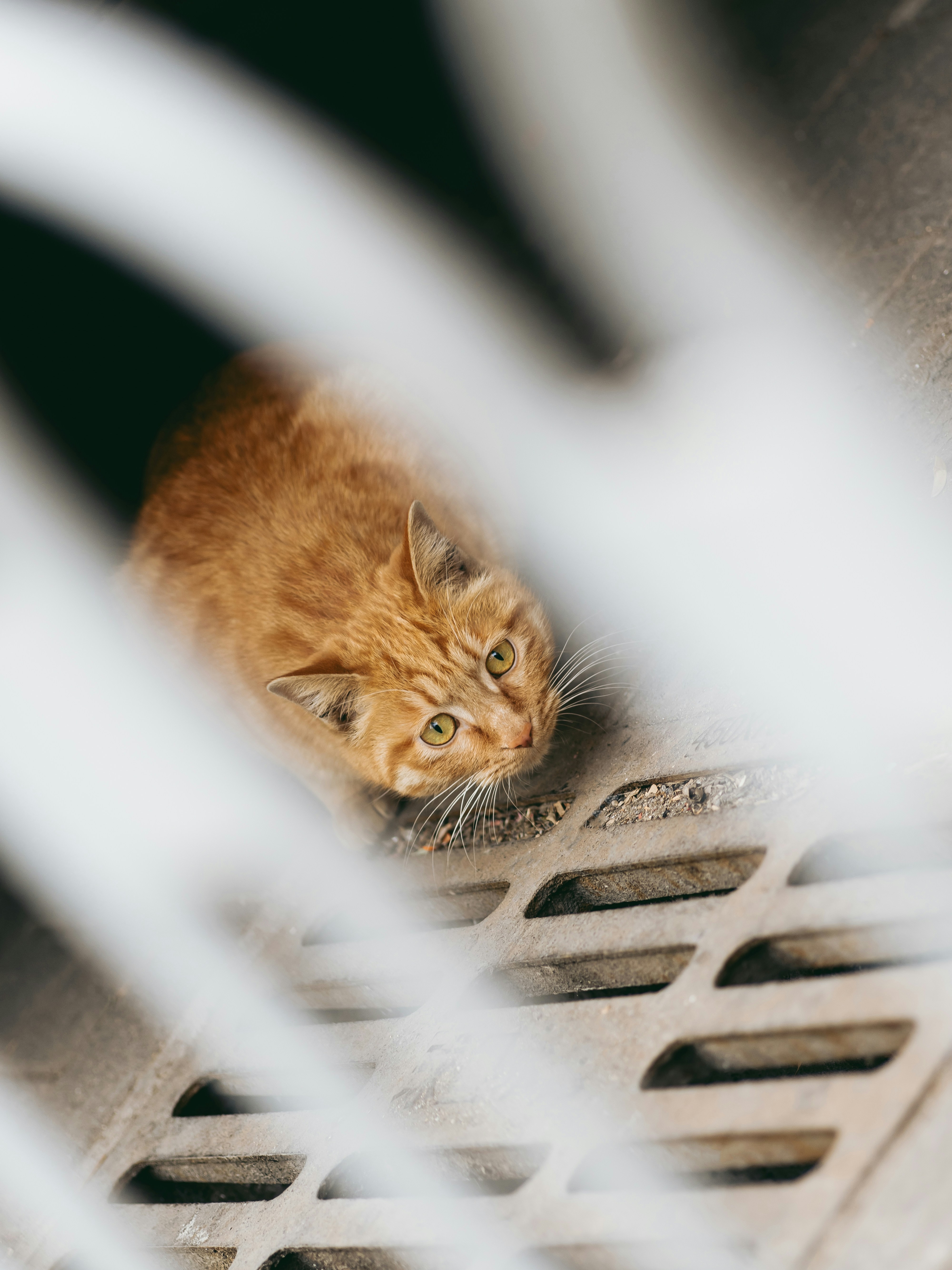 Amber Gaze Through Grating: A Cat’s Quiet Pause
