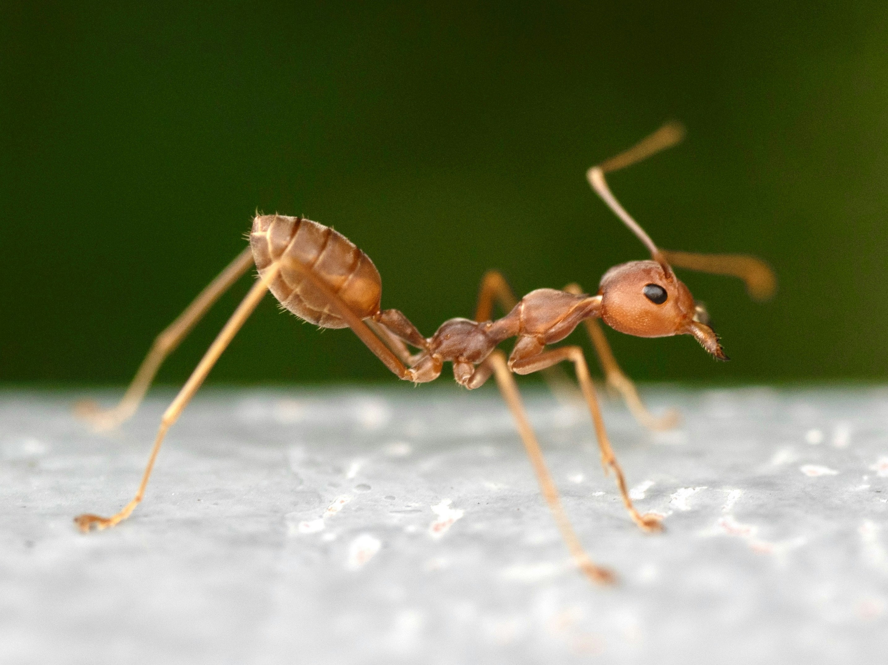A close up of two ants on a table photo – Free Singapore Image on Unsplash