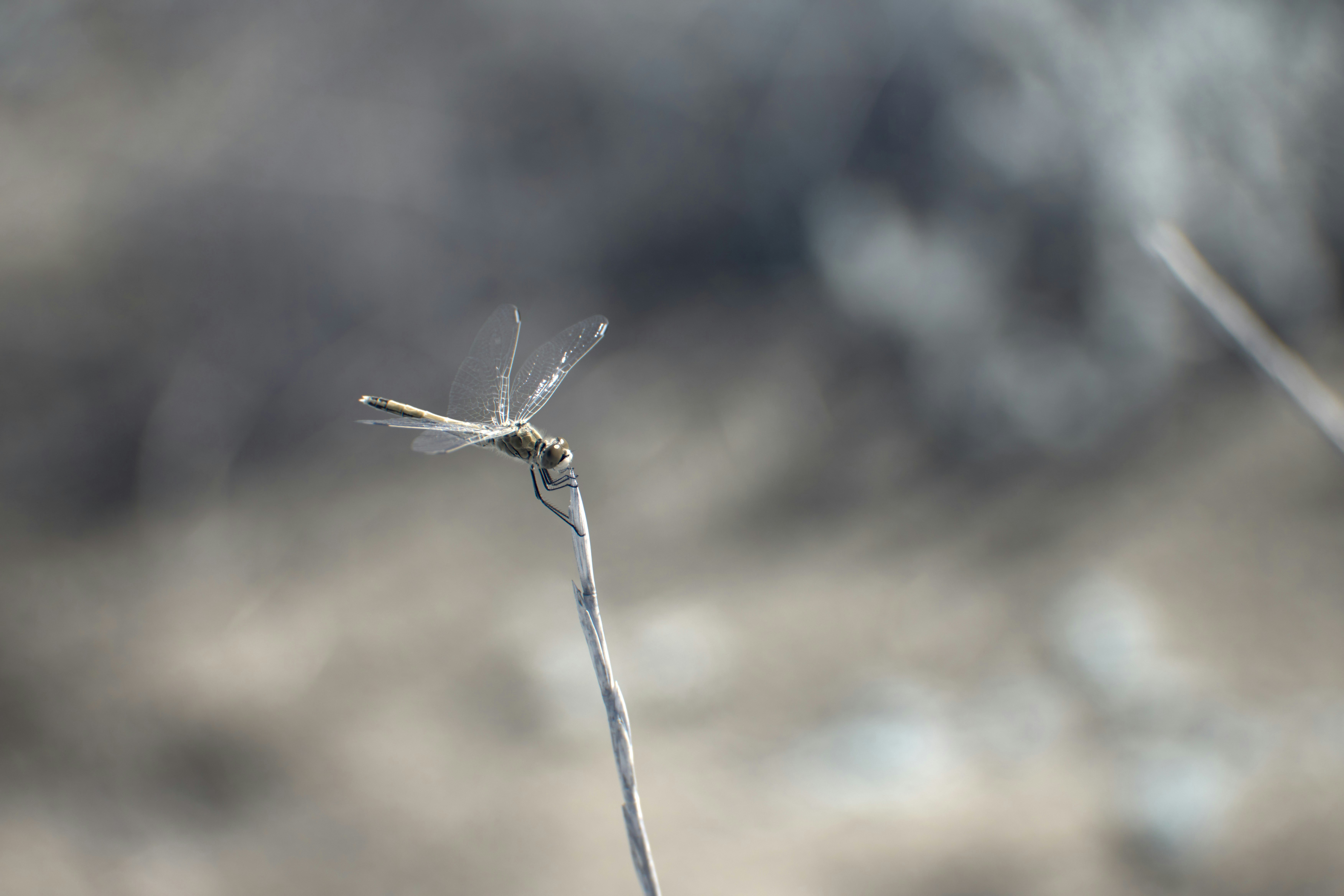Dragonfly Perch on a Skinny Stem in a Softly Blurred Field