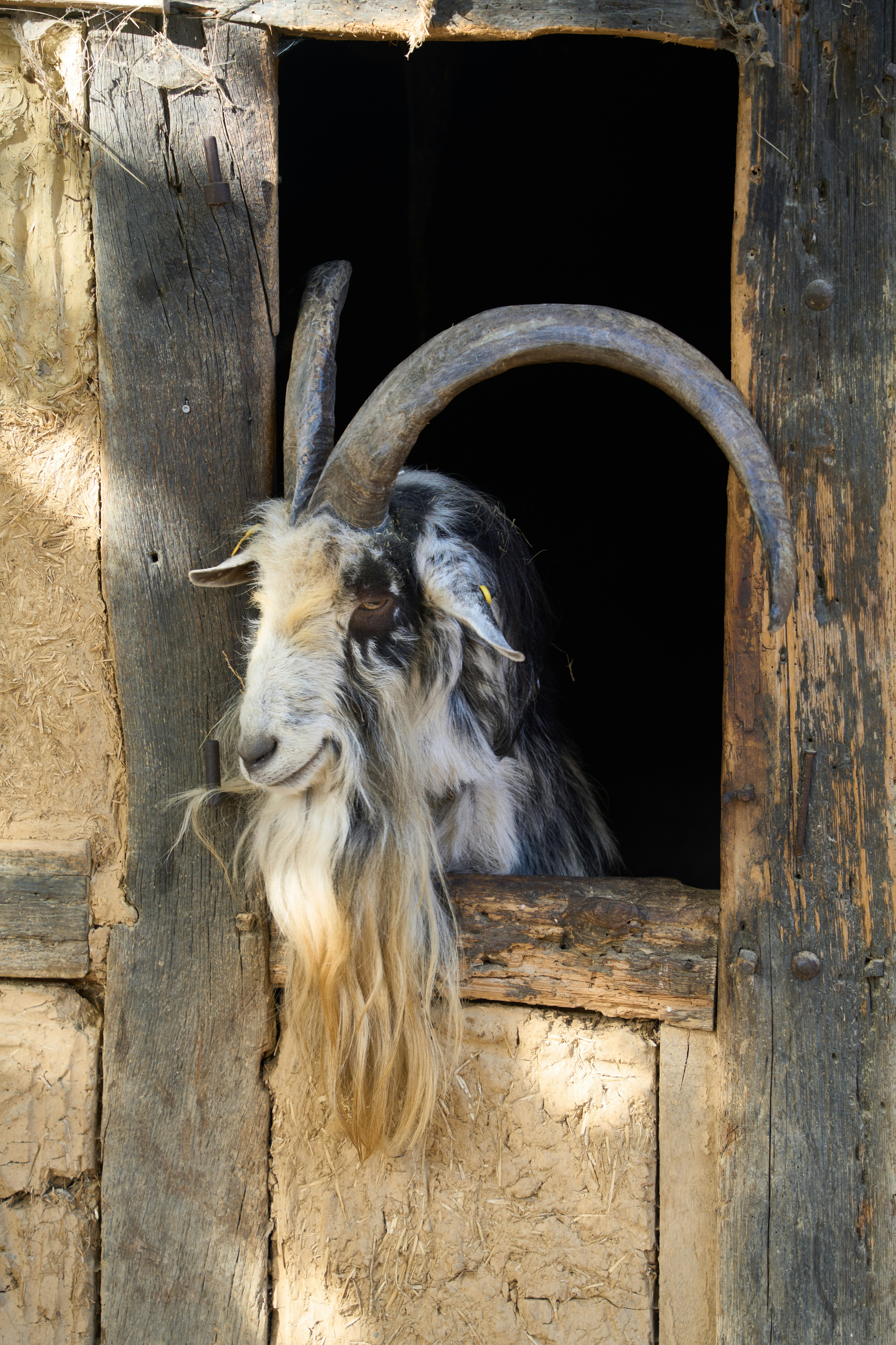Goat at the Threshold: A Weathered Barn Window Portrait