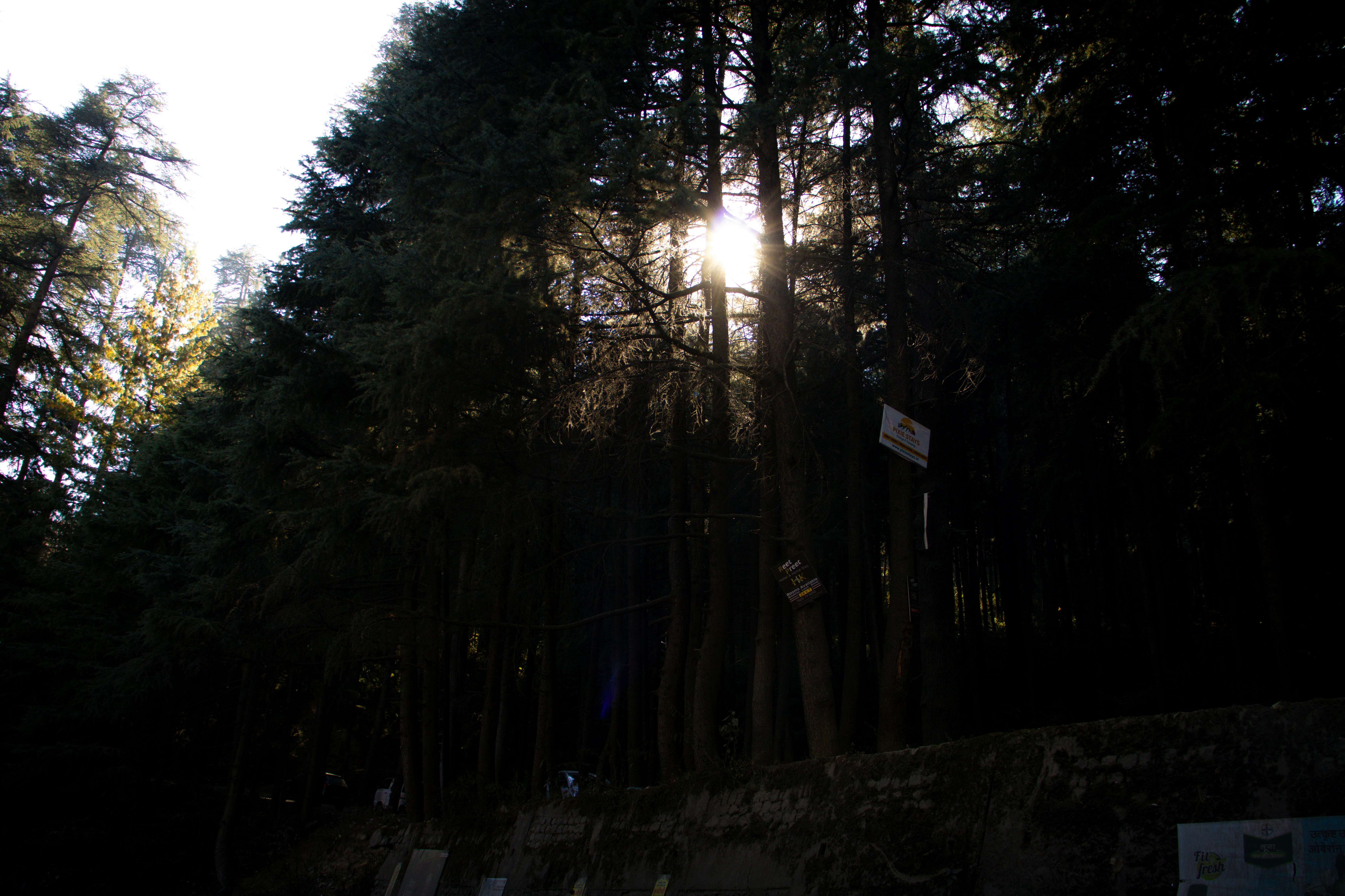 Whispers of Light Through the Canopy