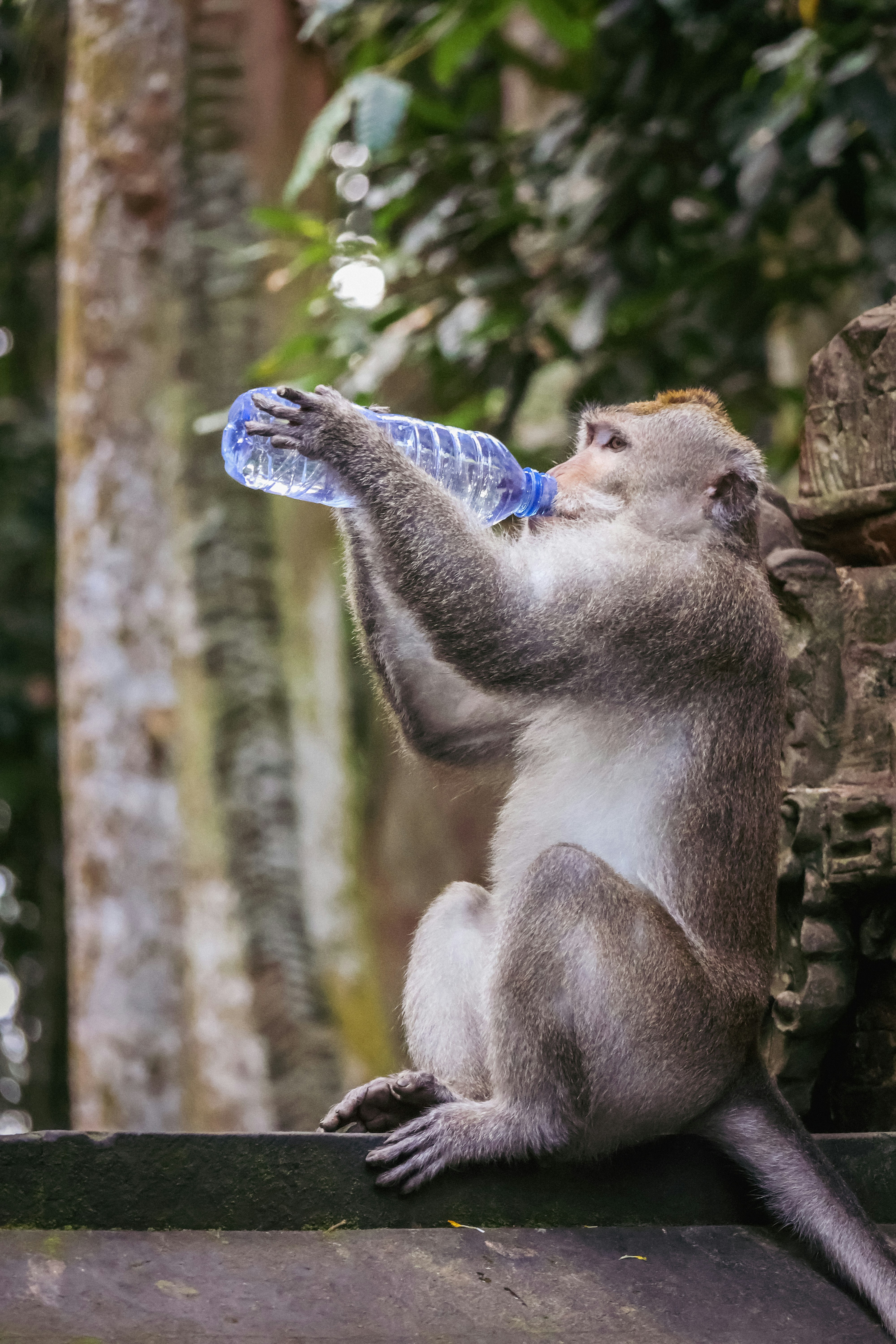 A monkey drinking water from a plastic bottle in a monkey sanctuary in Bali