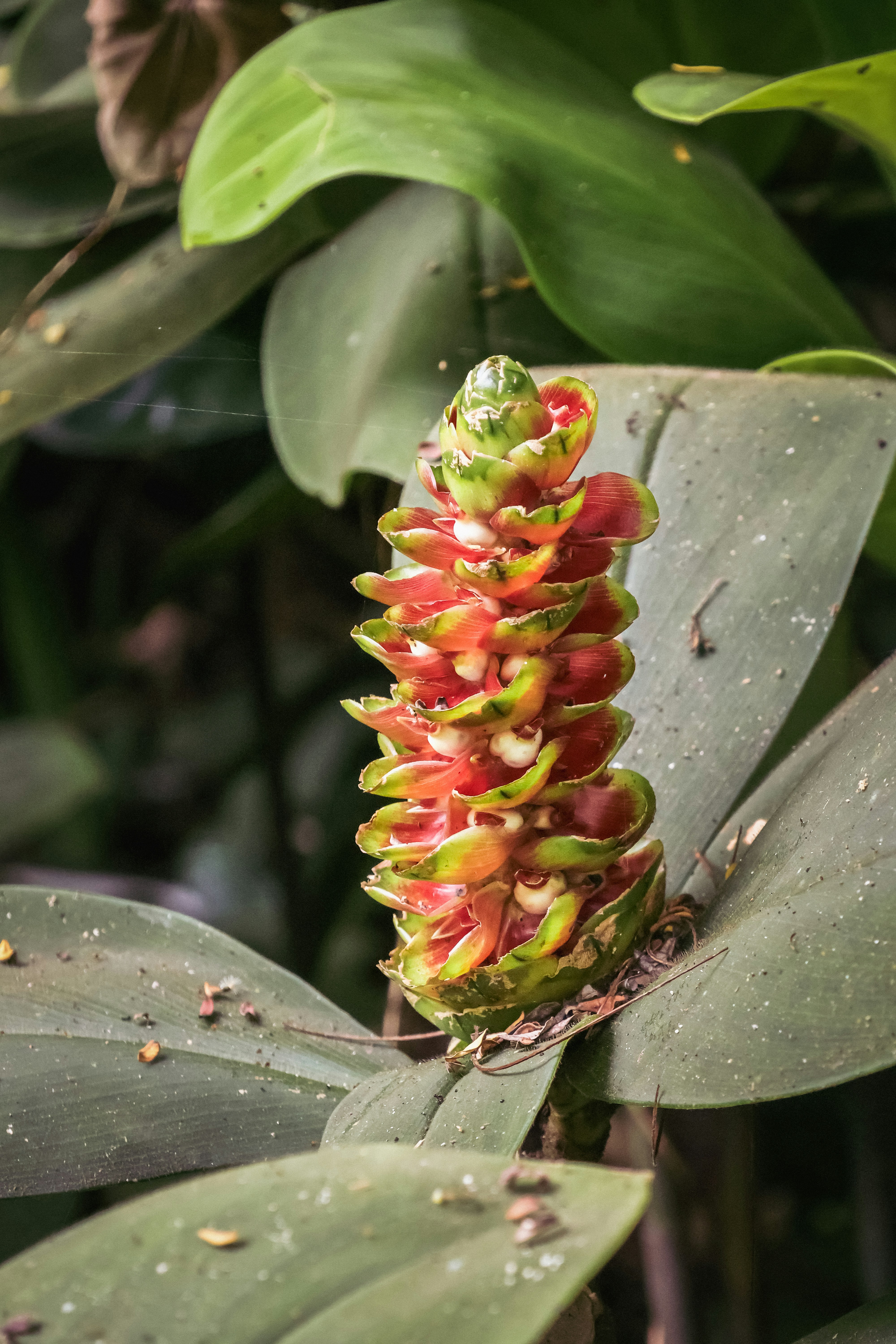 Spiral Flame: A Bromeliad Bloom Piercing the Green Backdrop