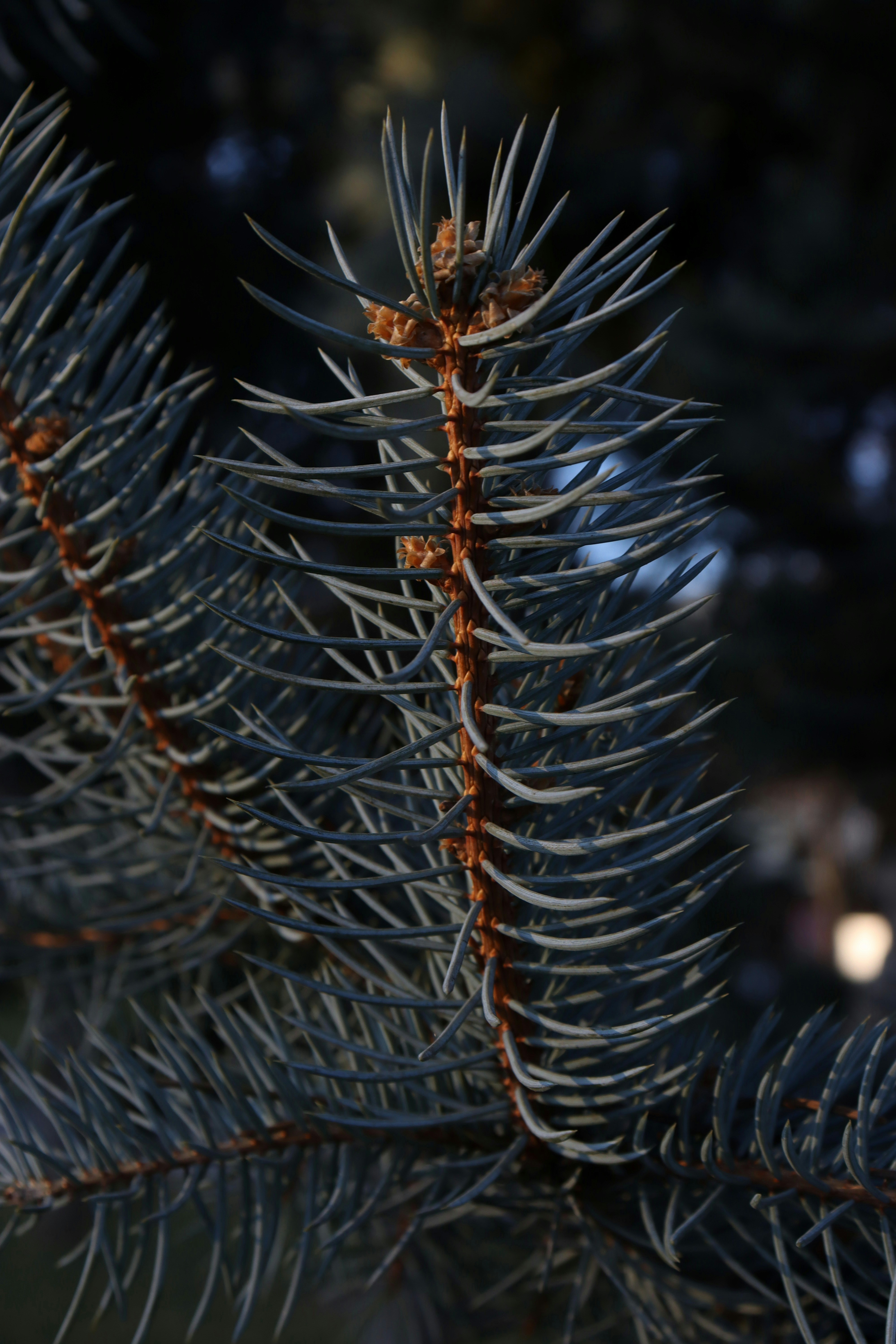 Whispers of Nature: The Elegance of Pine Needles