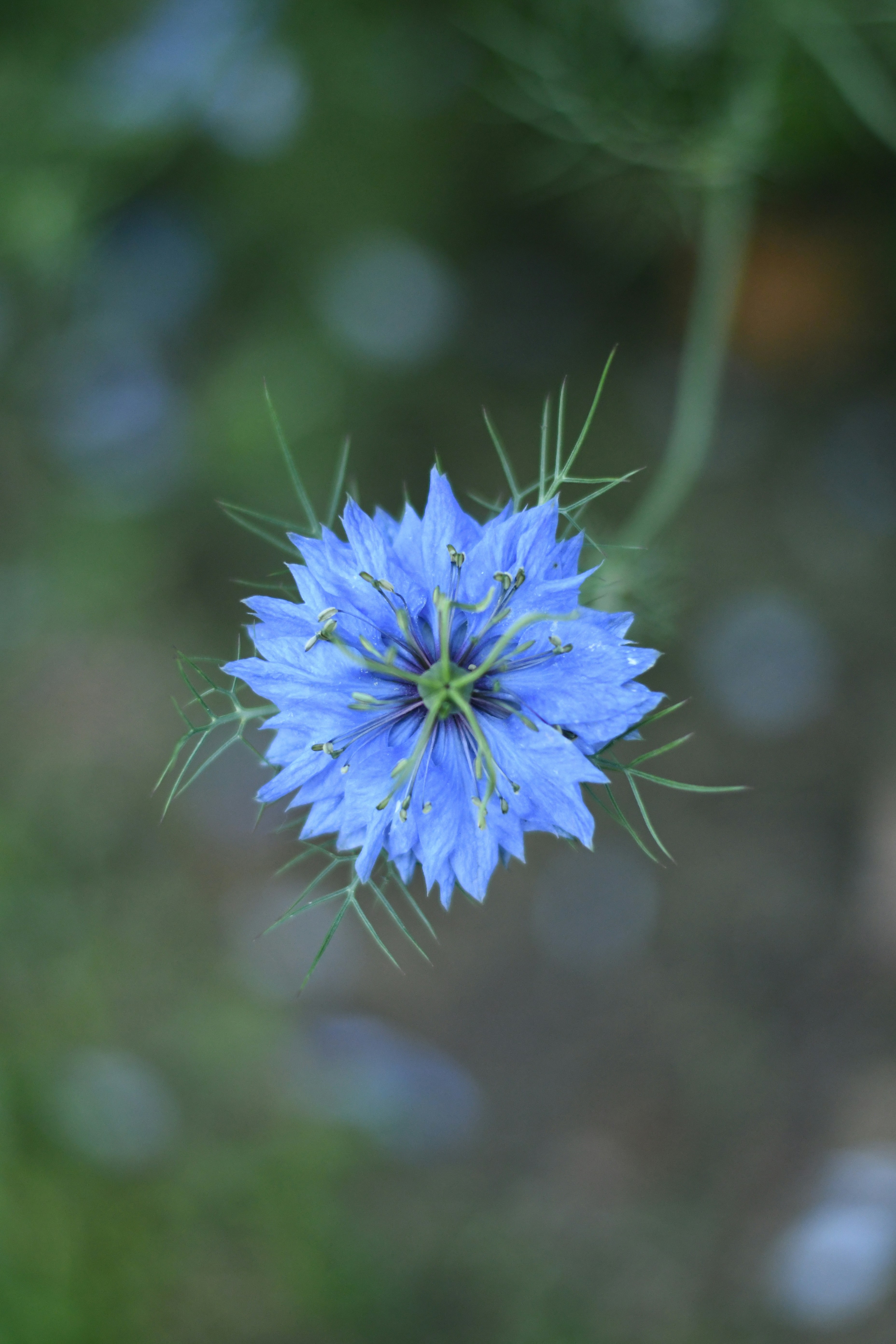 Center-Stage Blue: a cornflower amid a velvet-green backdrop