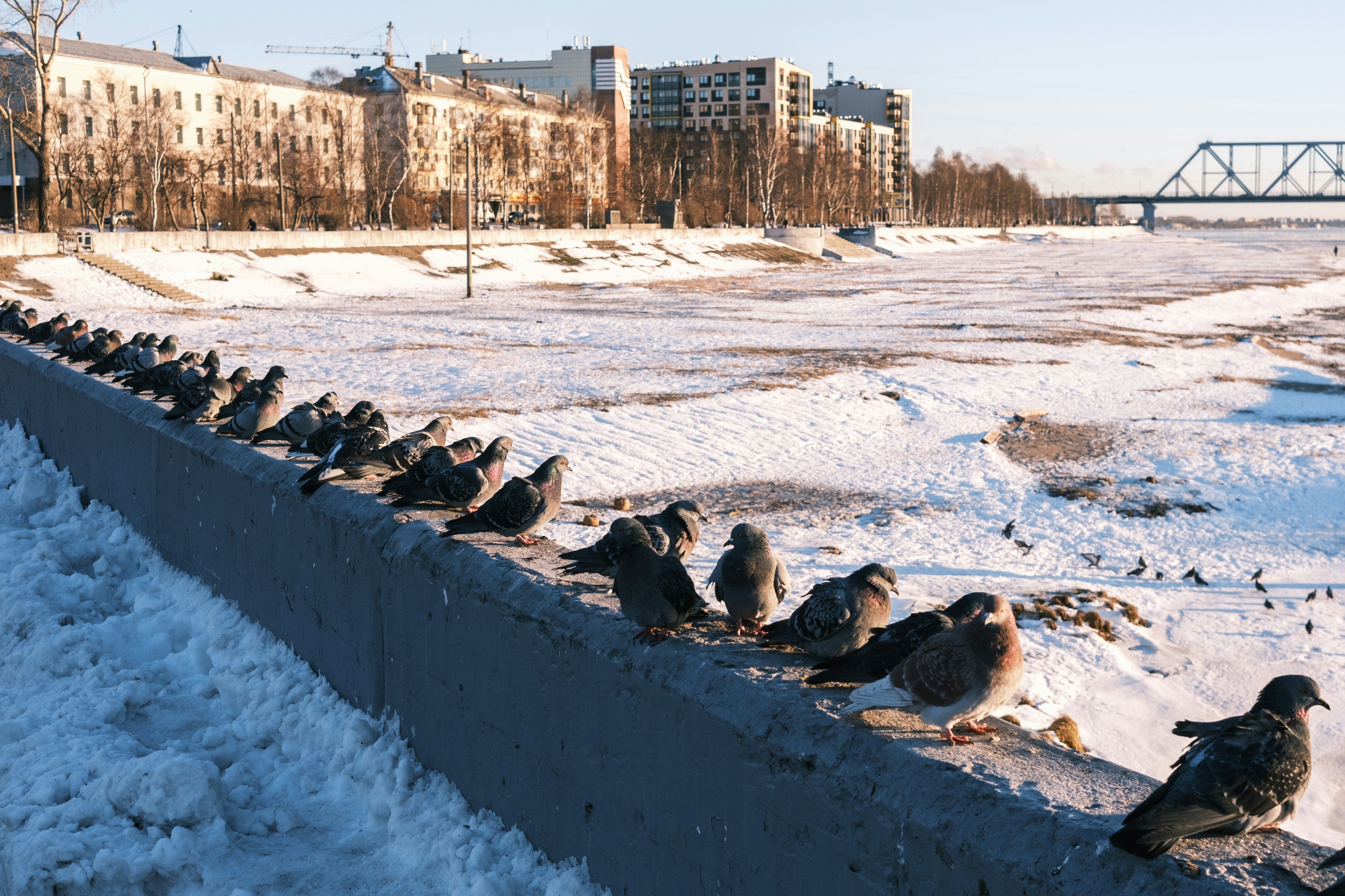 Snowbound Pigeon Parade Along the Riverside Embankment