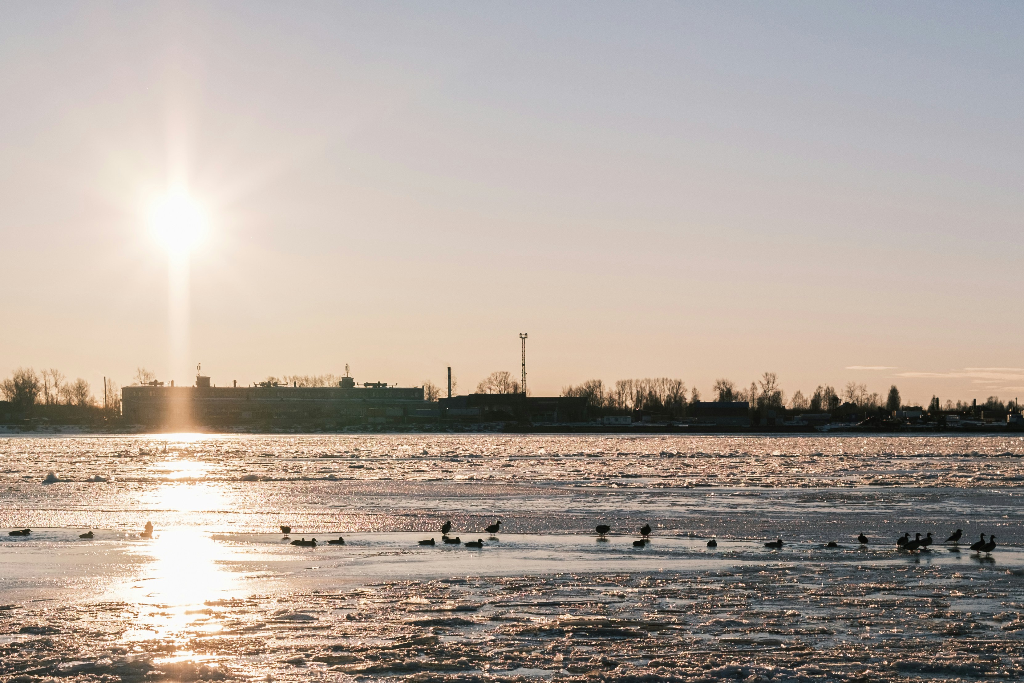 Dusk over a Frozen Harbor: Sun, Silhouettes, and Seabirds