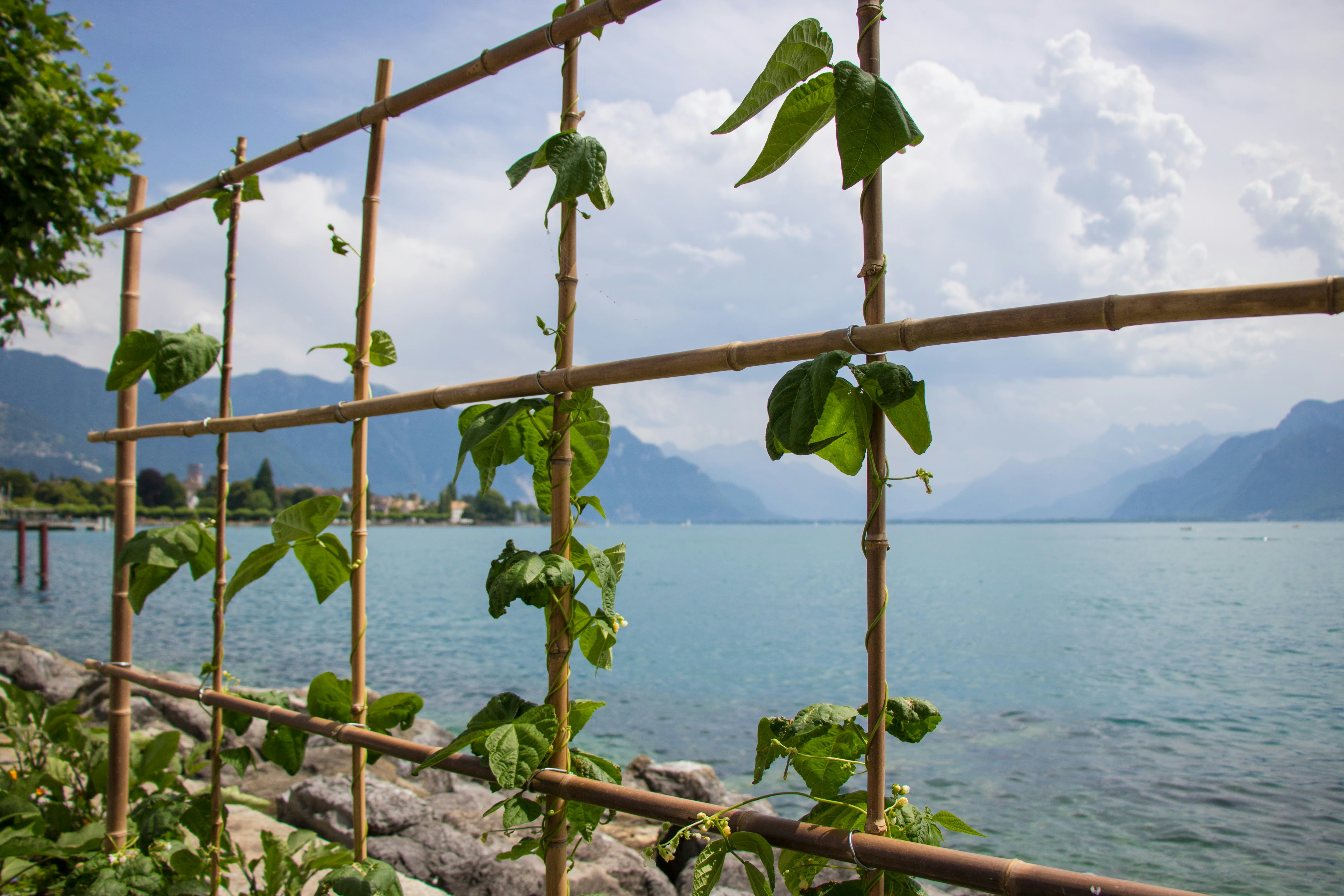 A wooden fence with a bunch of plants growing on it