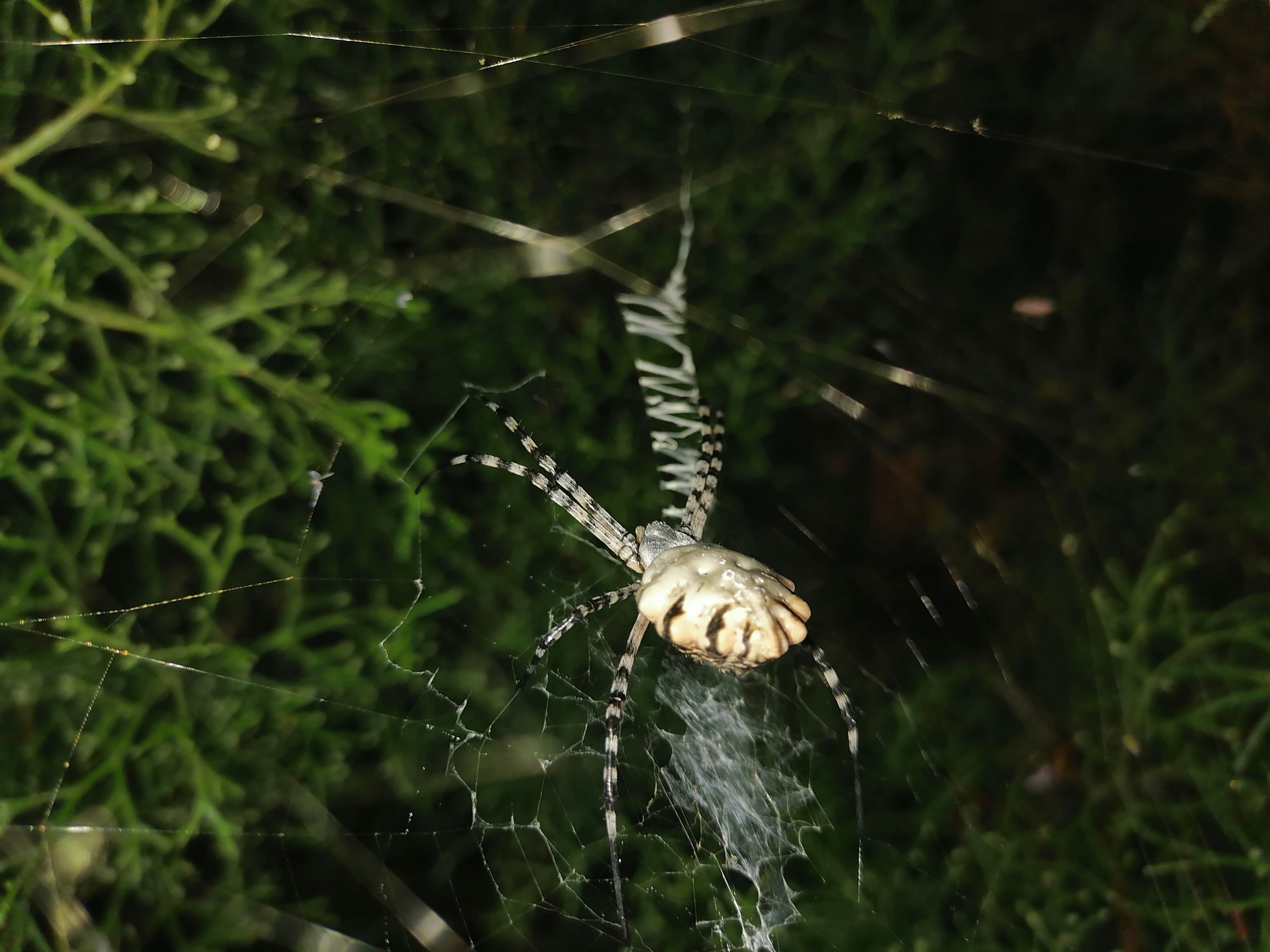 spider back view
