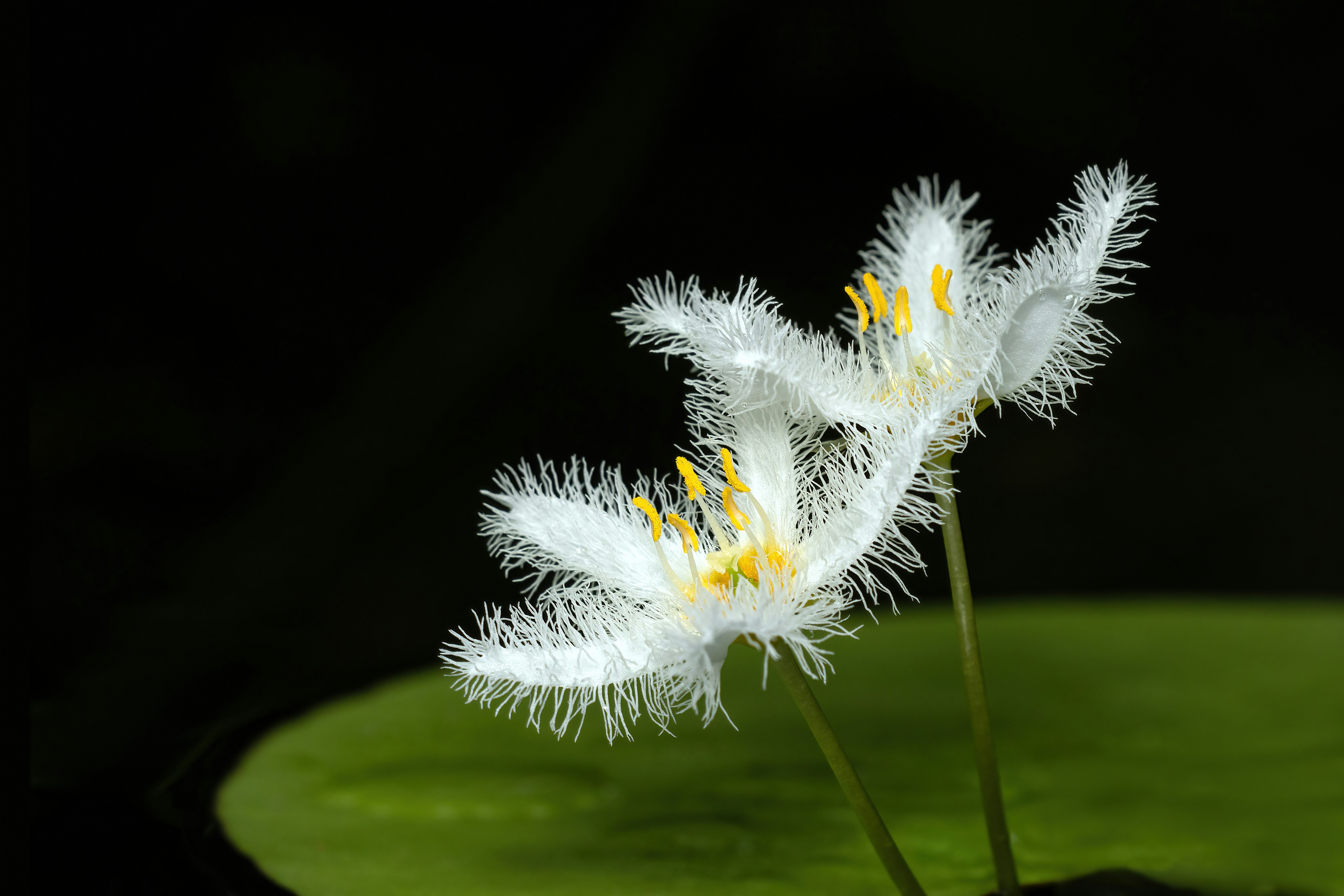 Macro photo of Fringe Lily flowers. The flowers are small, only about 3cm across, with leaves like a waterlily. Nymphoides indica.