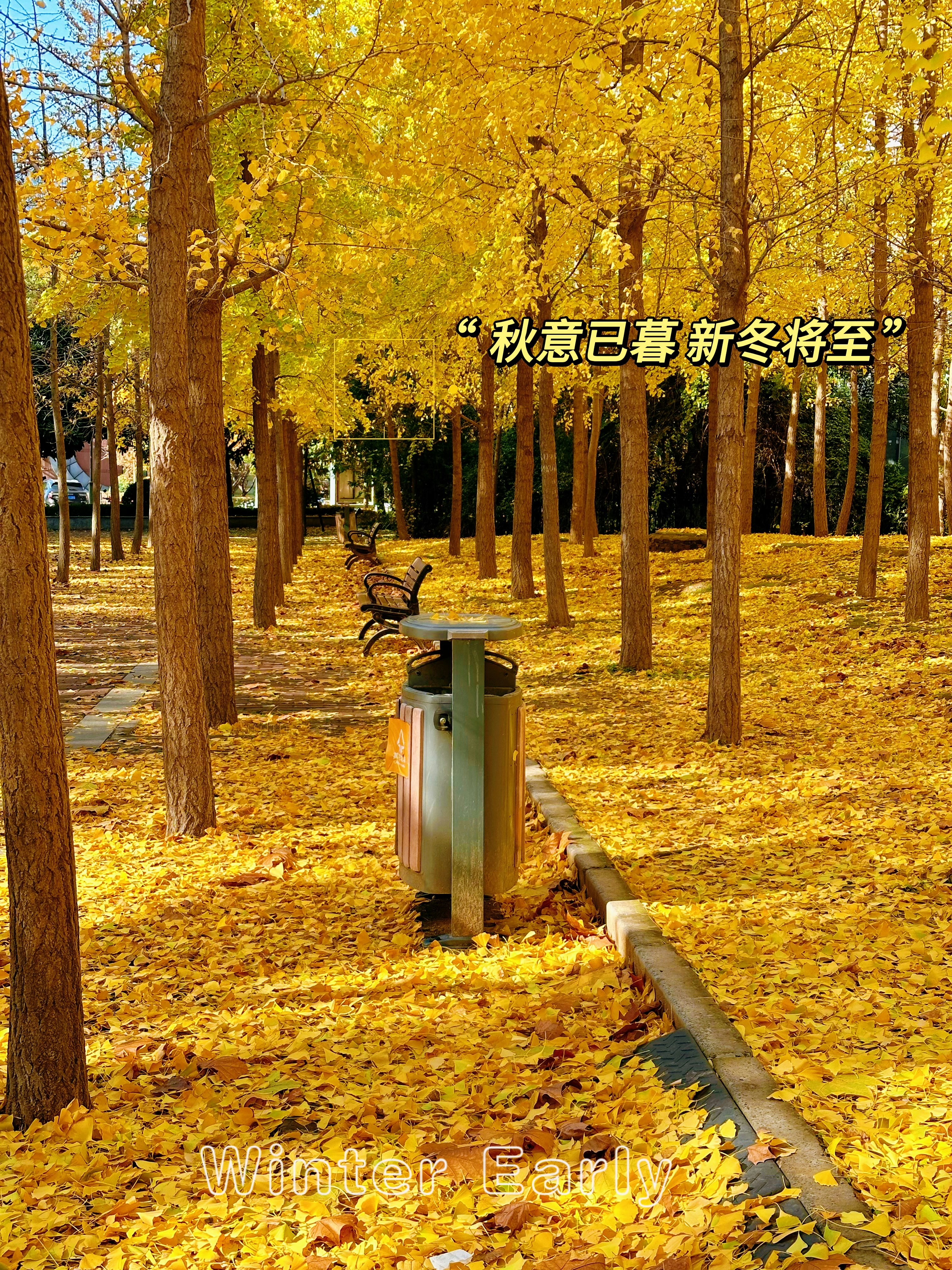 Gilded Canopy Walk: A Central Park Fixture Amid Autumn's Golden Forest