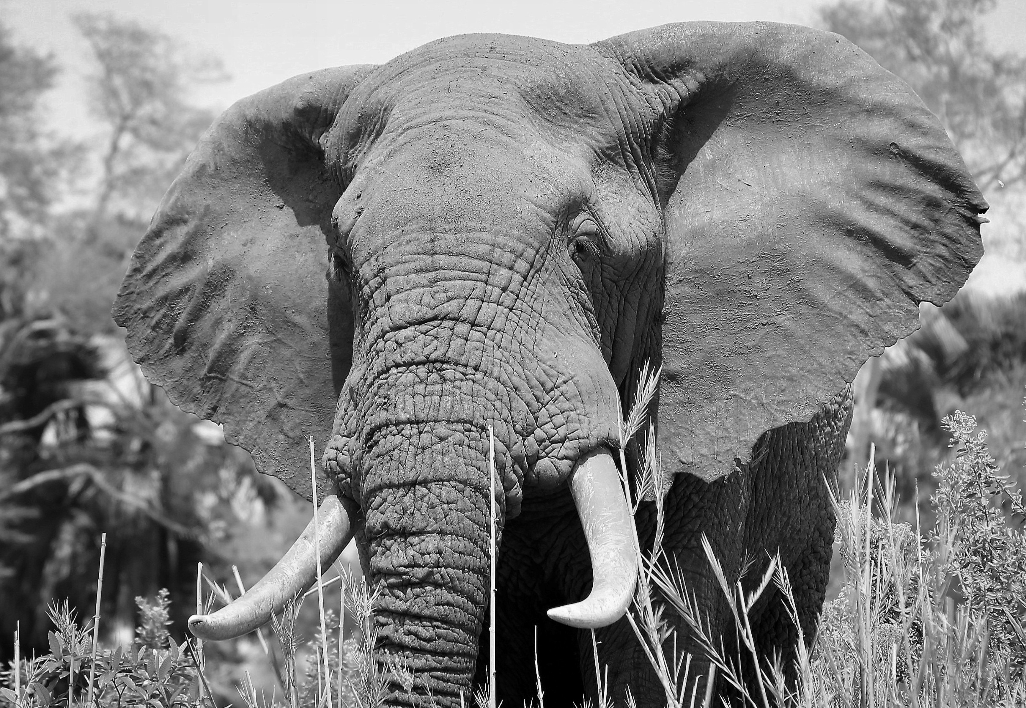 A large elephant standing in a lush green field photo – Free Animal ...