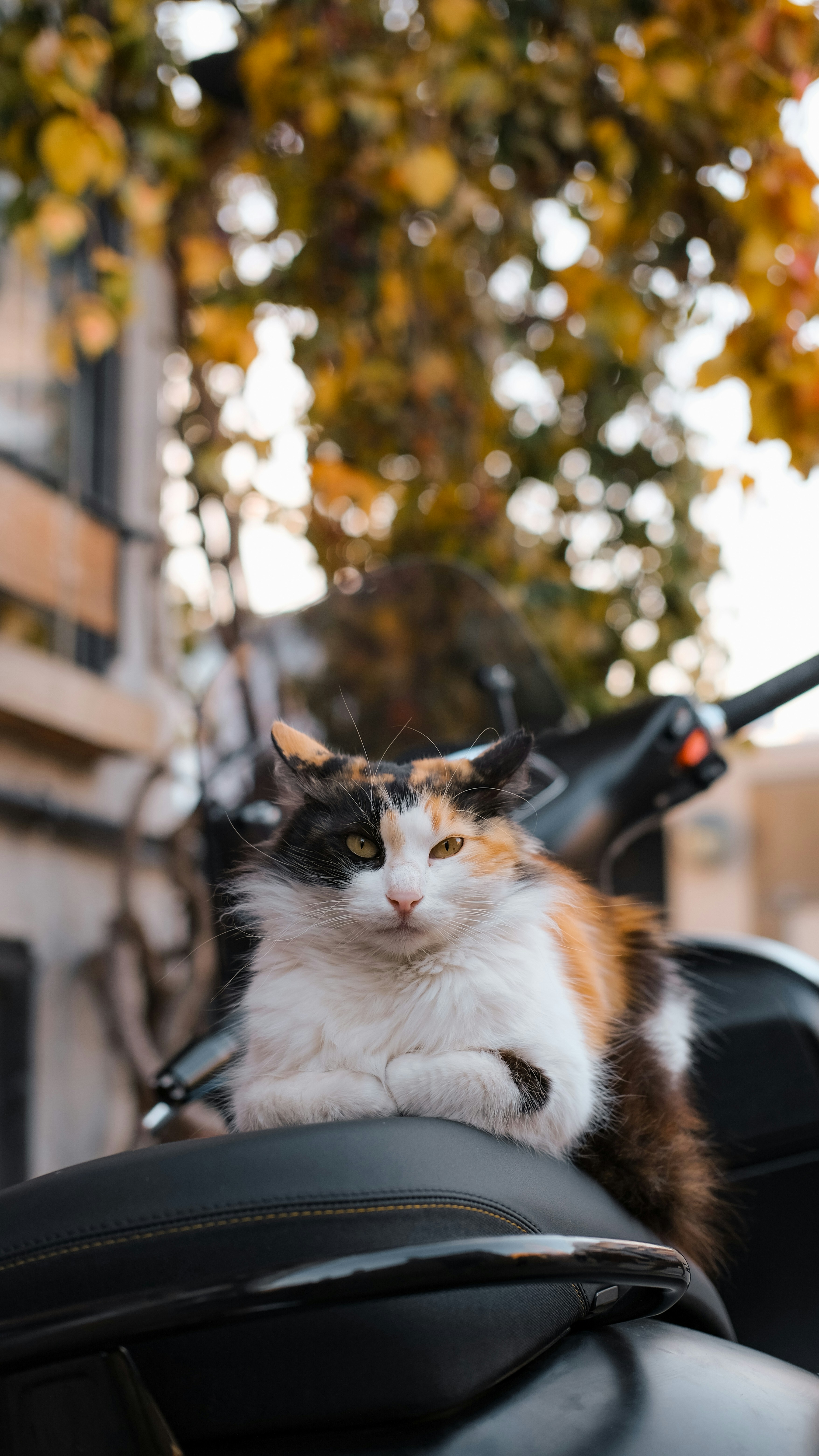 Calico in the Saddle: a Quiet Autumn Moment on a Motorcycle Seat