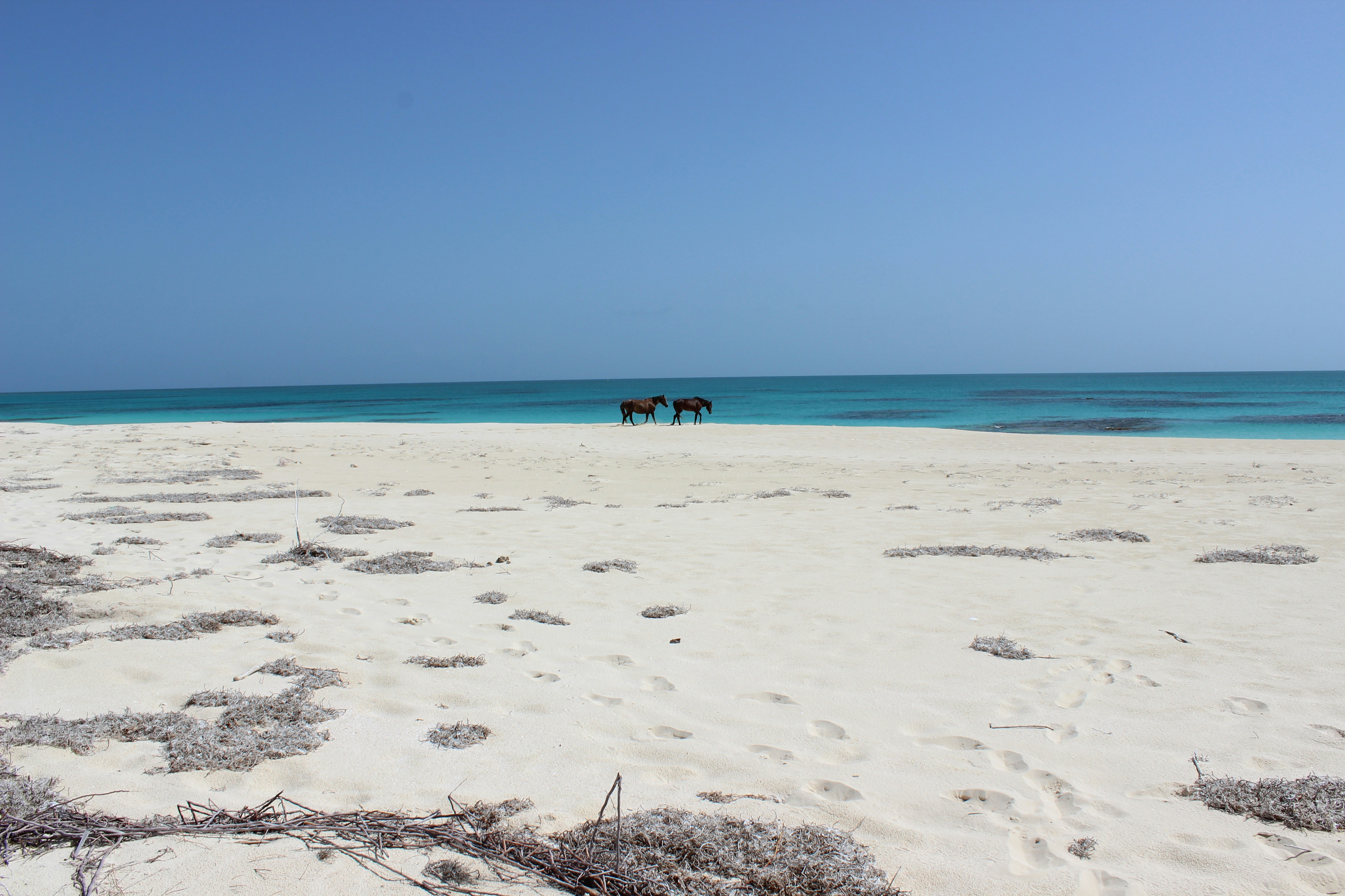 Two horses standing on a sandy beach with turquoise water in the background.