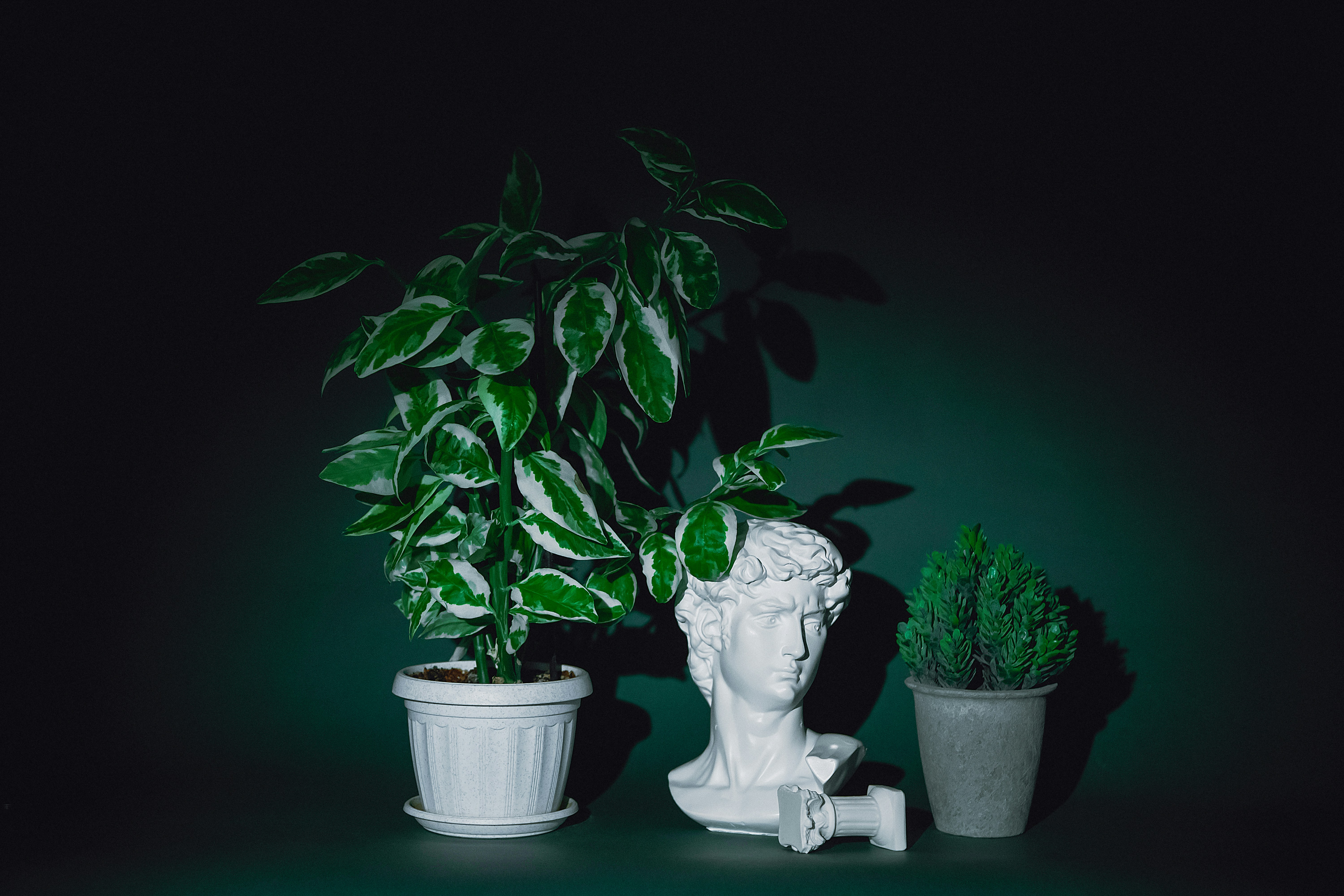 A group of potted plants sitting next to each other photo – Free Man ...
