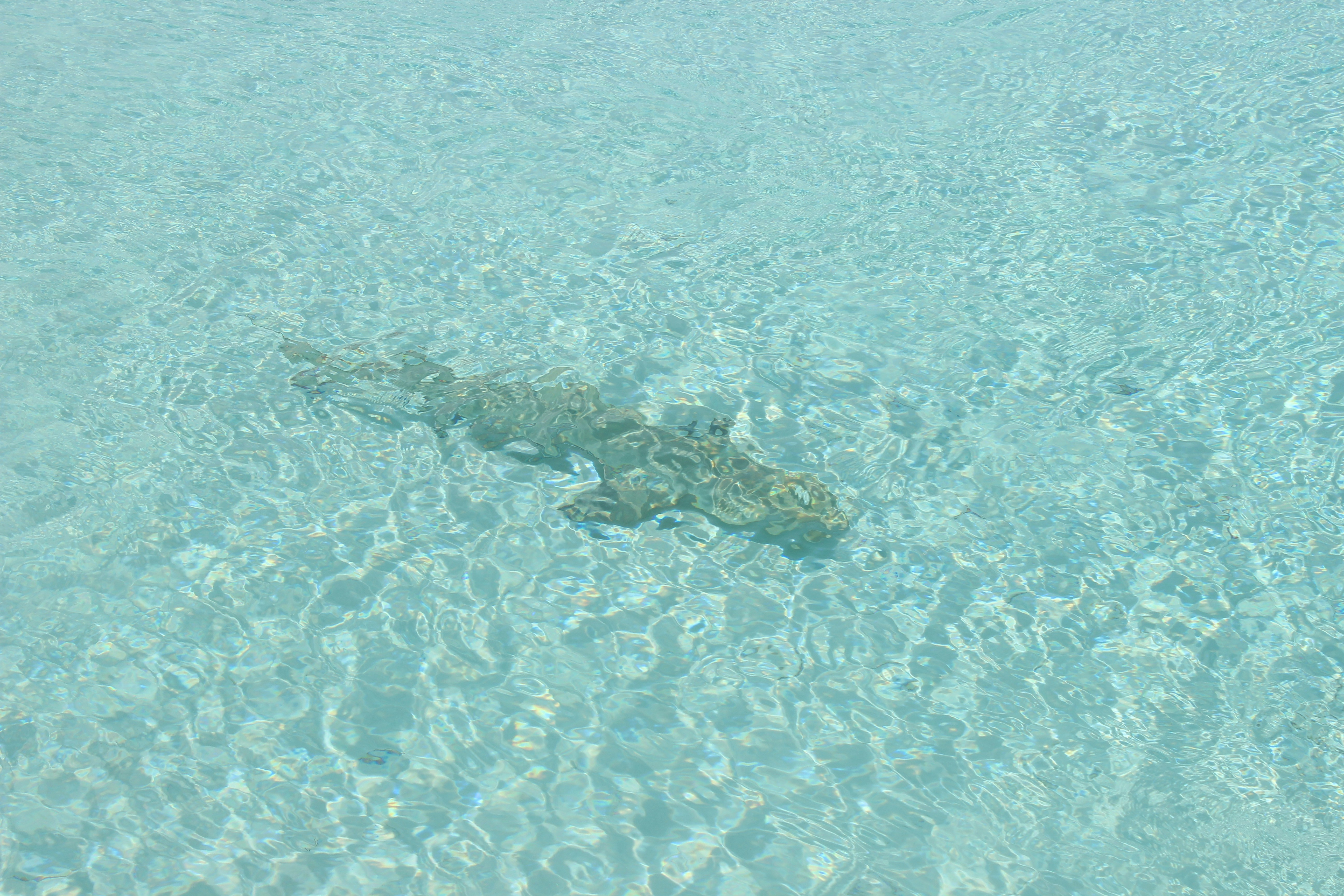 A fish swimming in the clear blue water photo – Free Exuma islands ...