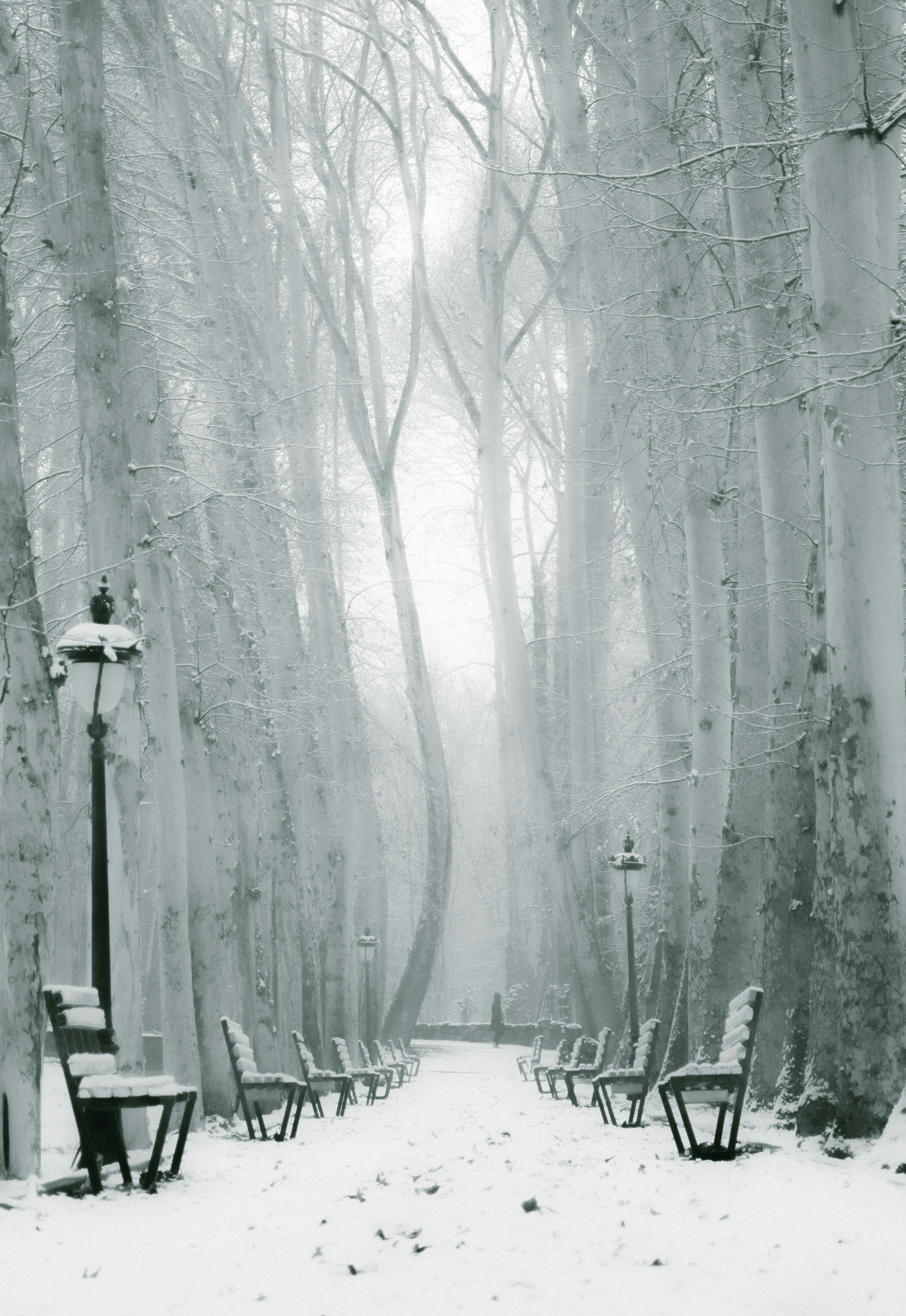 Snowy park path flanked by bare trees and snow-laden benches, enveloped in a tranquil monochrome palette.