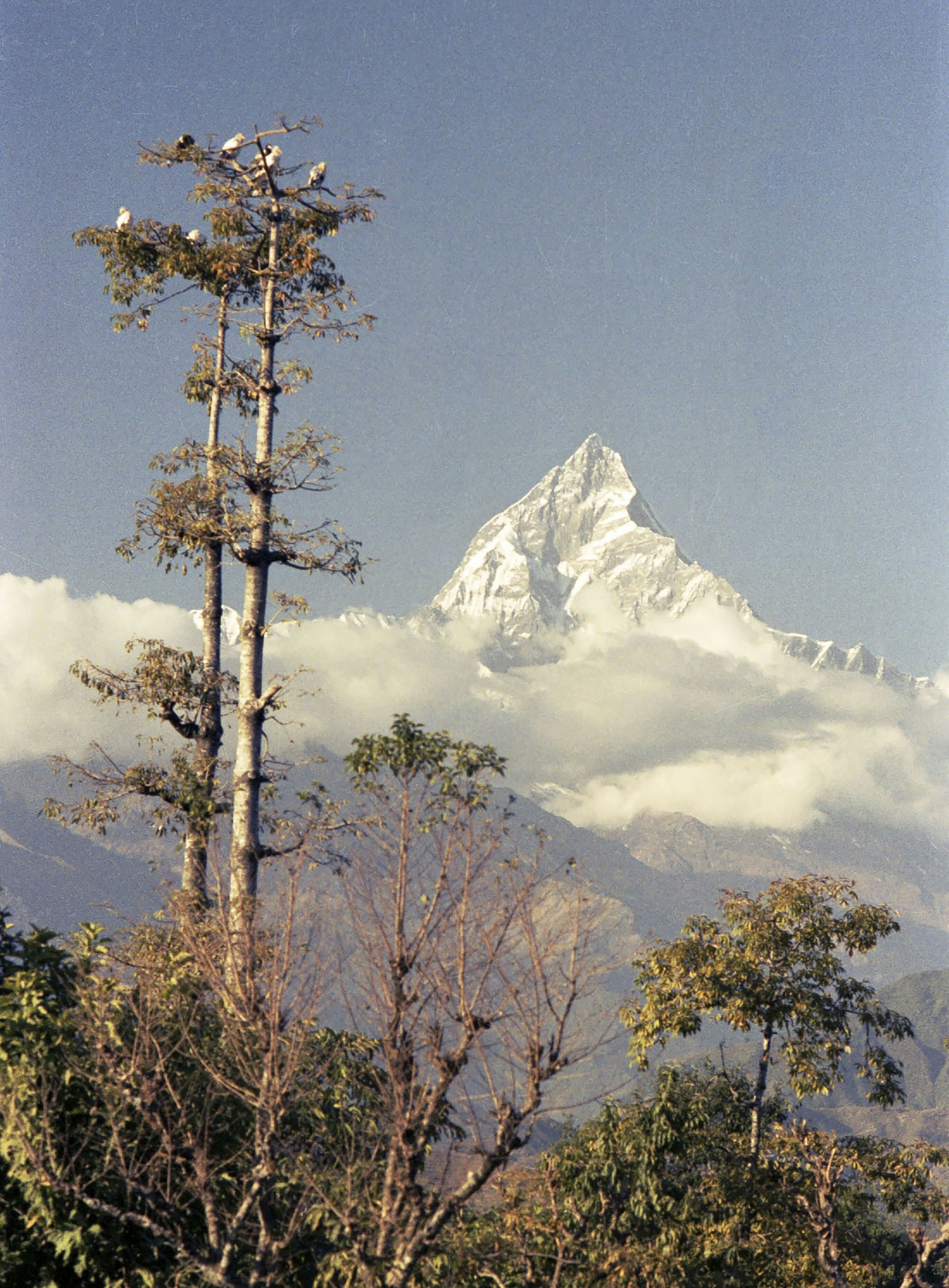 A tall tree with a mountain in the background photo – Free Forest Image ...