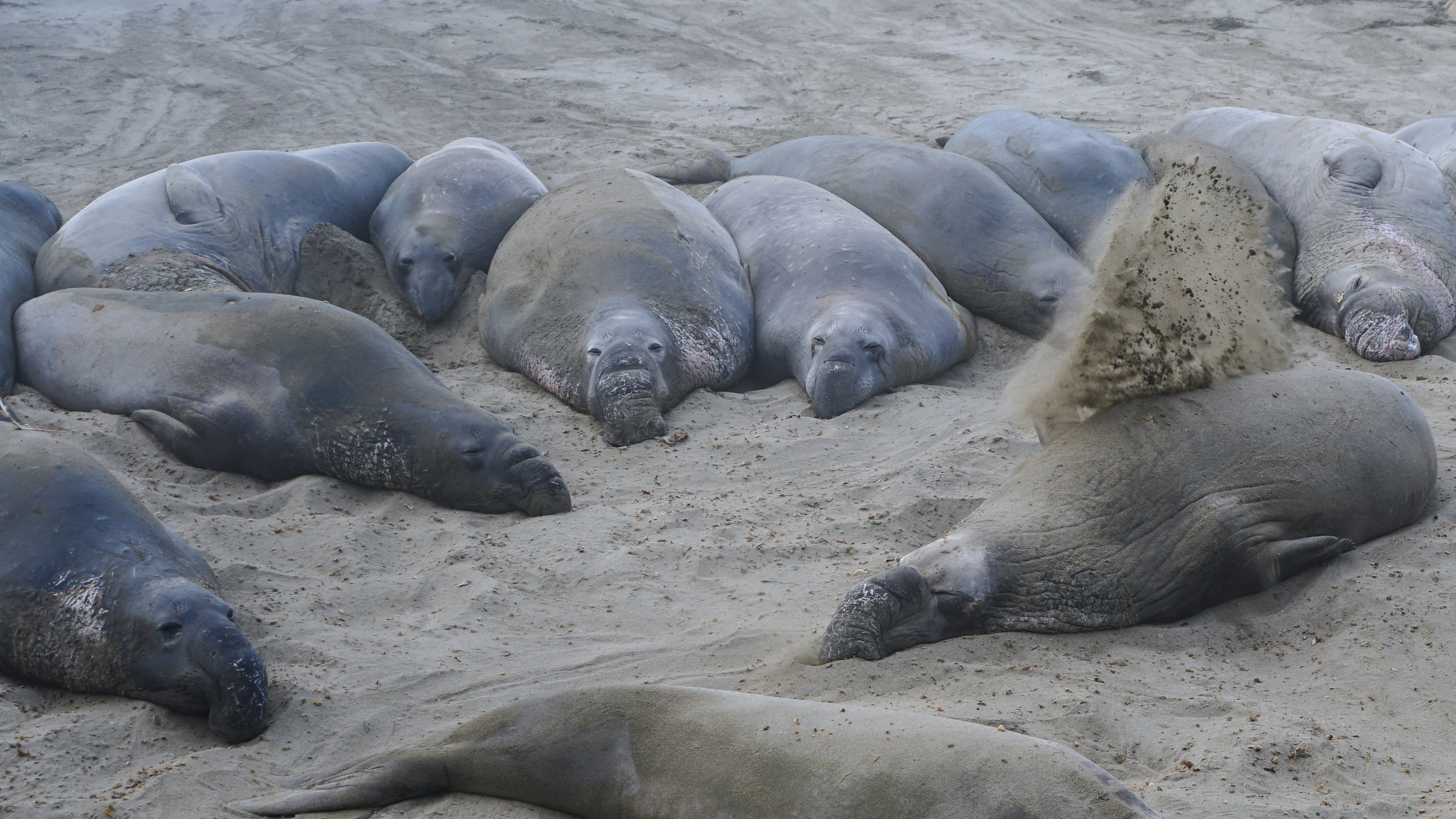 Quiet Convergence: Harbor Seals Resting Along the Sandy Edge