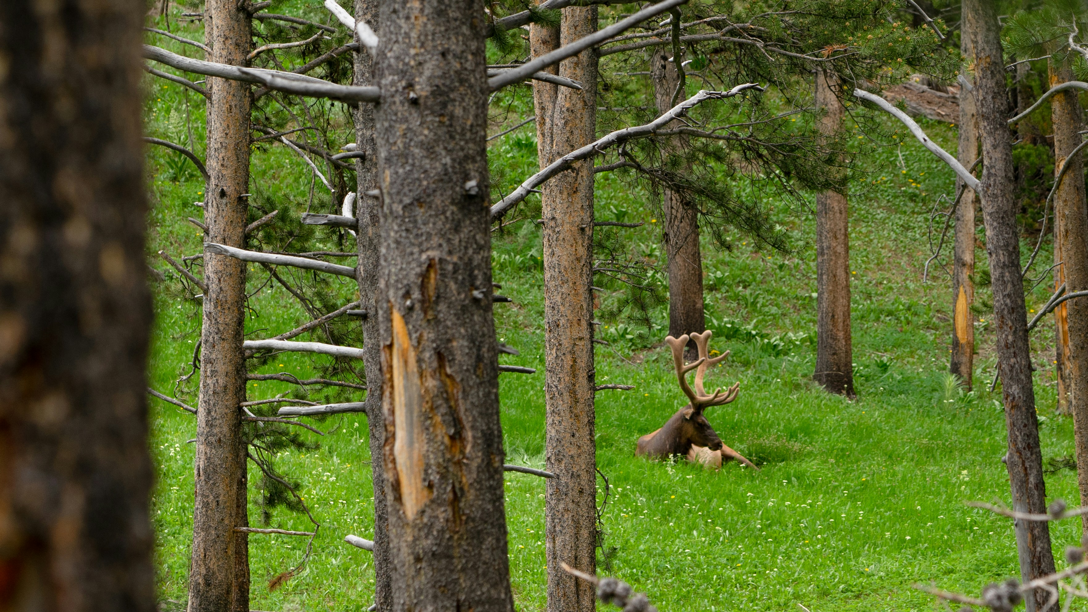 Serene Encounter in the Forest Glade