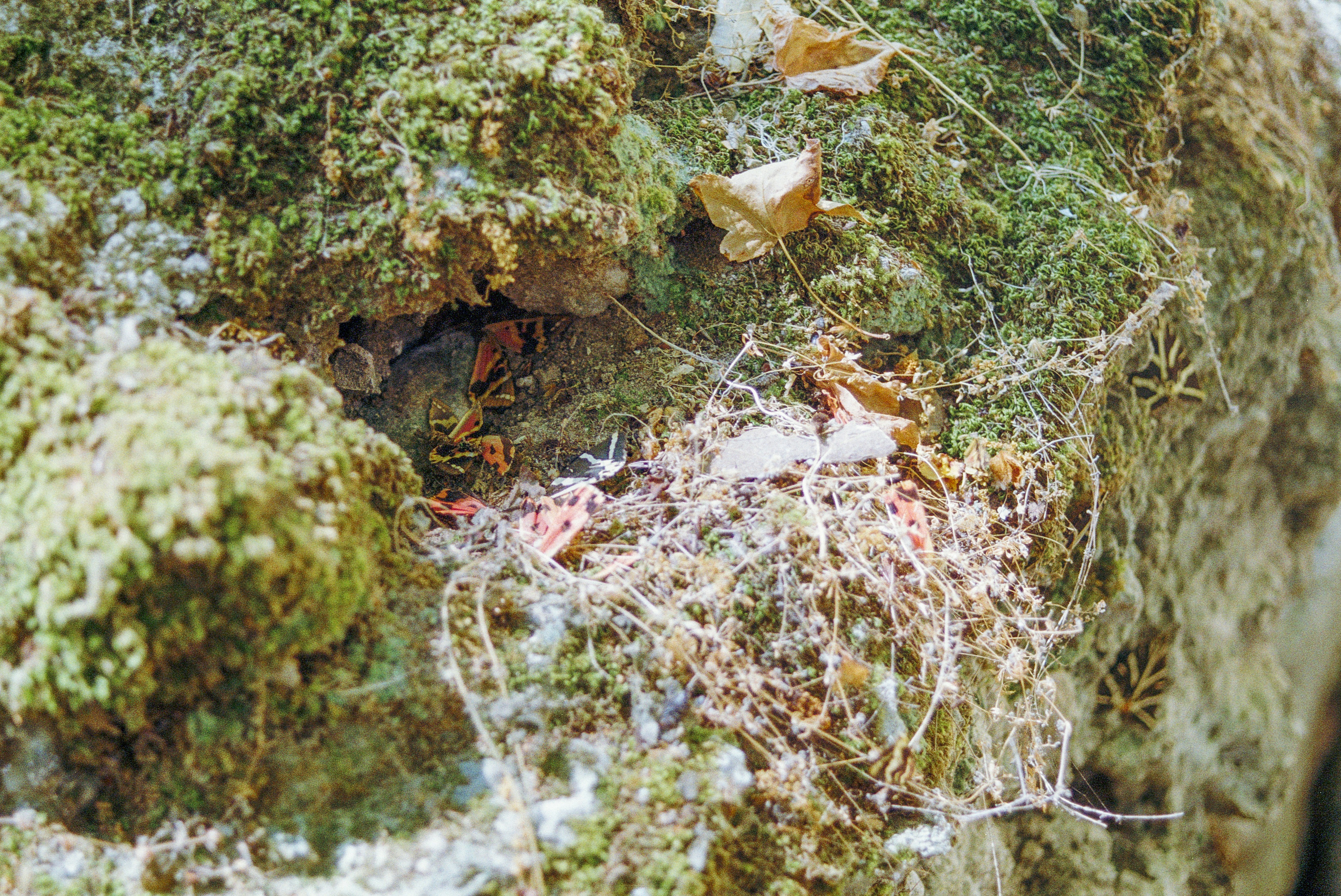 Moss-Cloaked Crevice with a Delicate Twig Nest