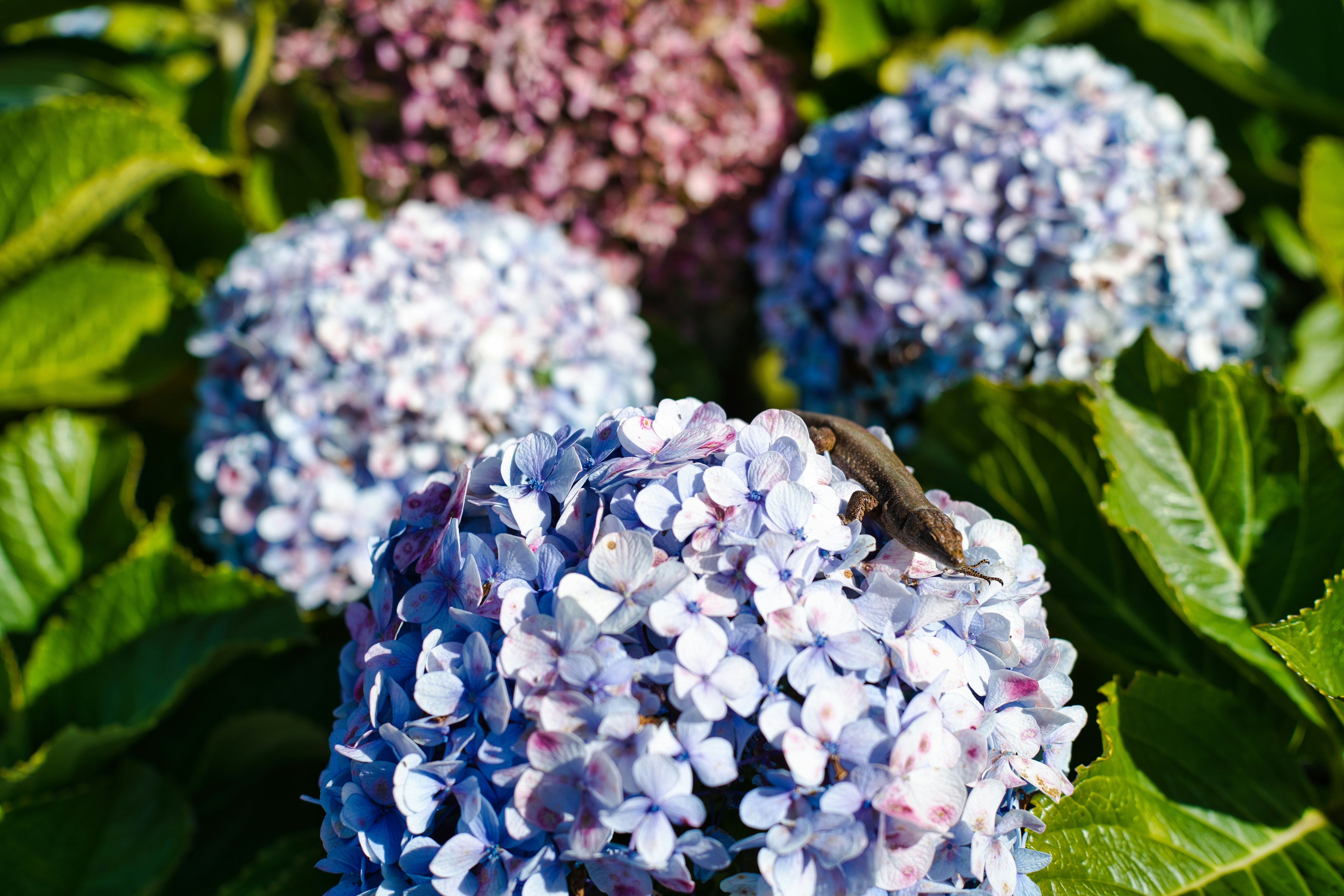 Blue Hydrangea Moment: A Bumblebee's Quiet Pause