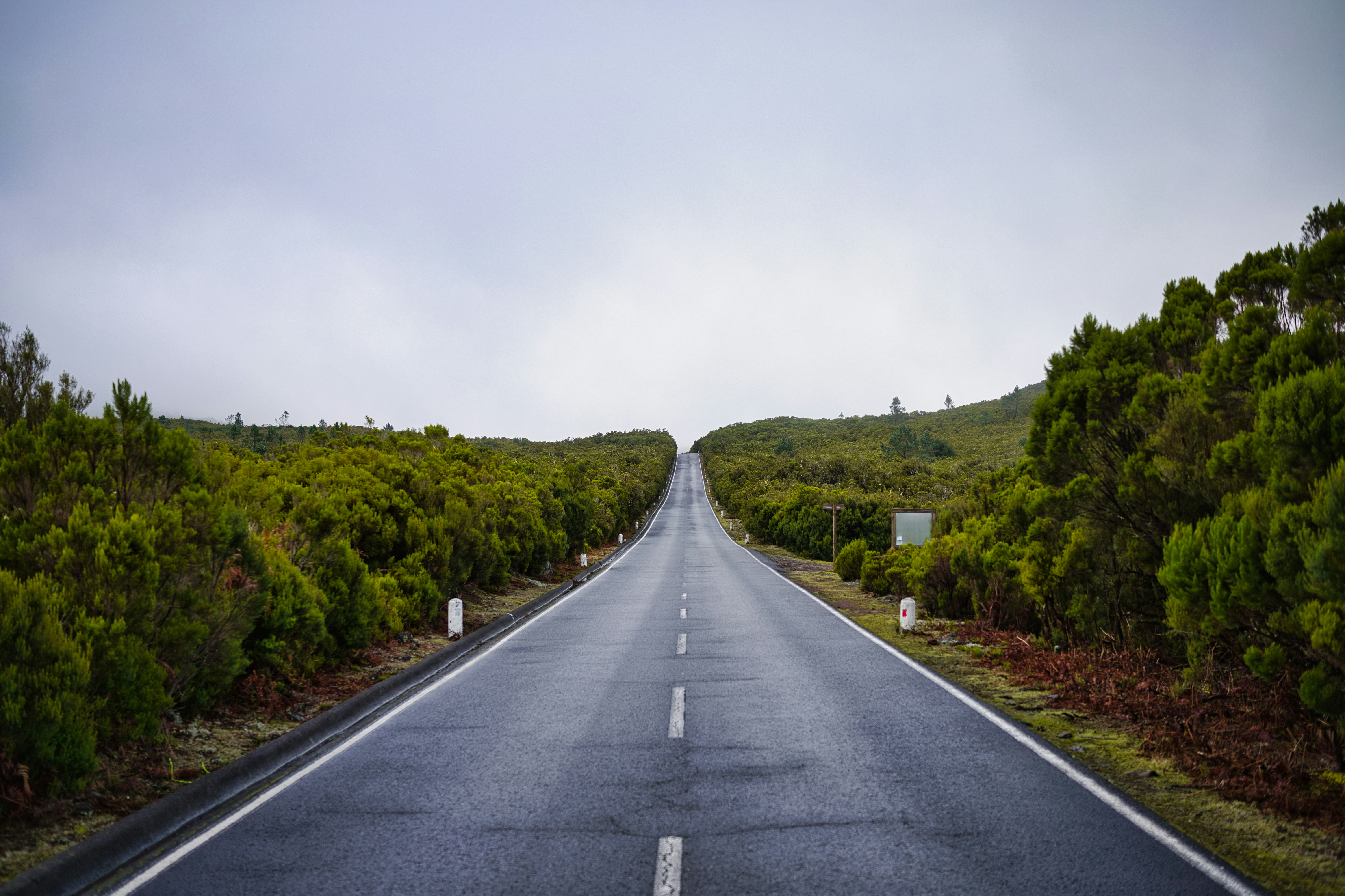An empty road surrounded by trees and bushes photo – Free Madeira Image ...