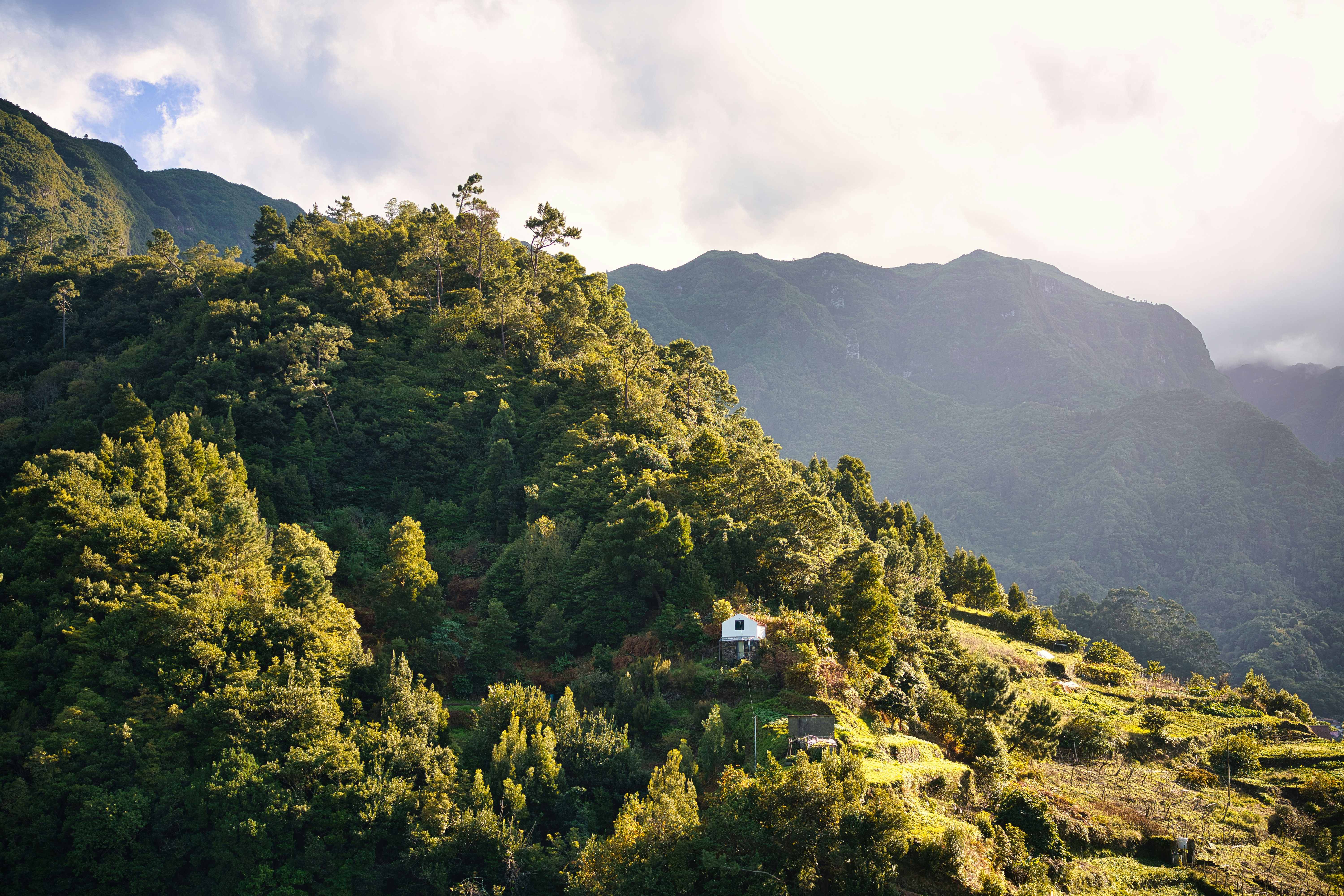 A lush green hillside covered in lots of trees photo – Free Forest ...